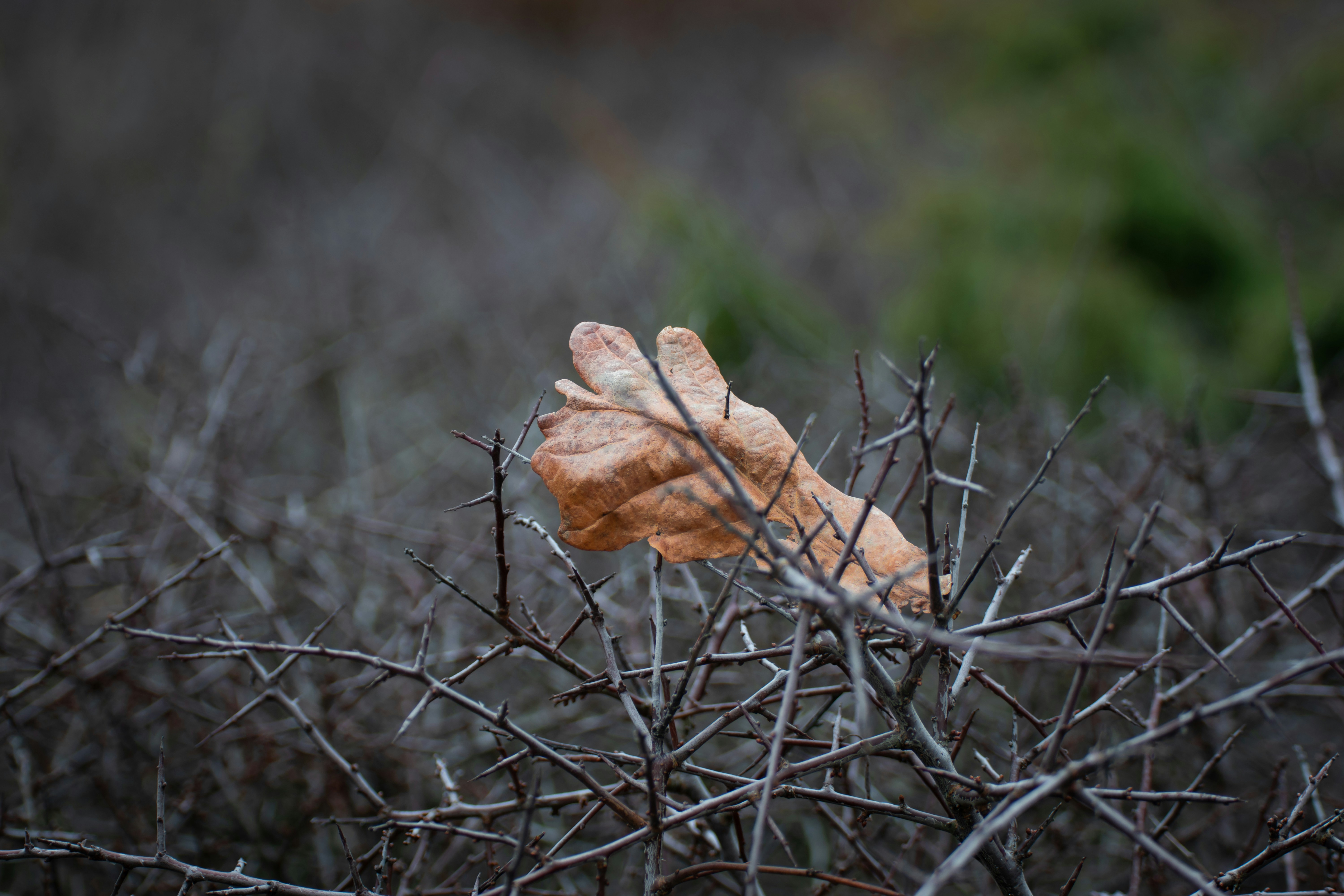 Solitary Brown Leaf Clinging to a Tangle of Bare Branches