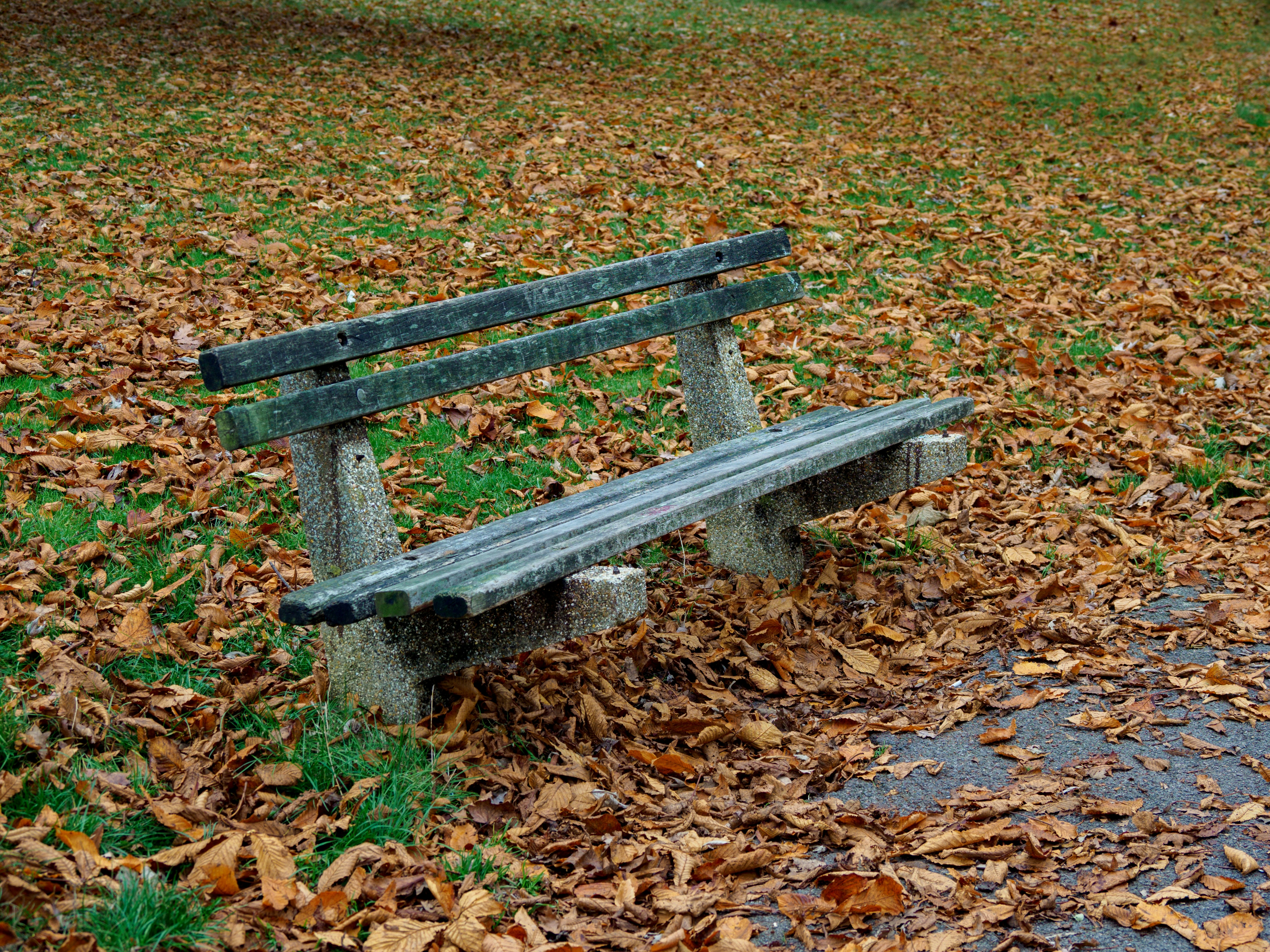 A weathered bench rests among a carpet of autumn leaves, inviting moments of reflection in a tranquil park setting.