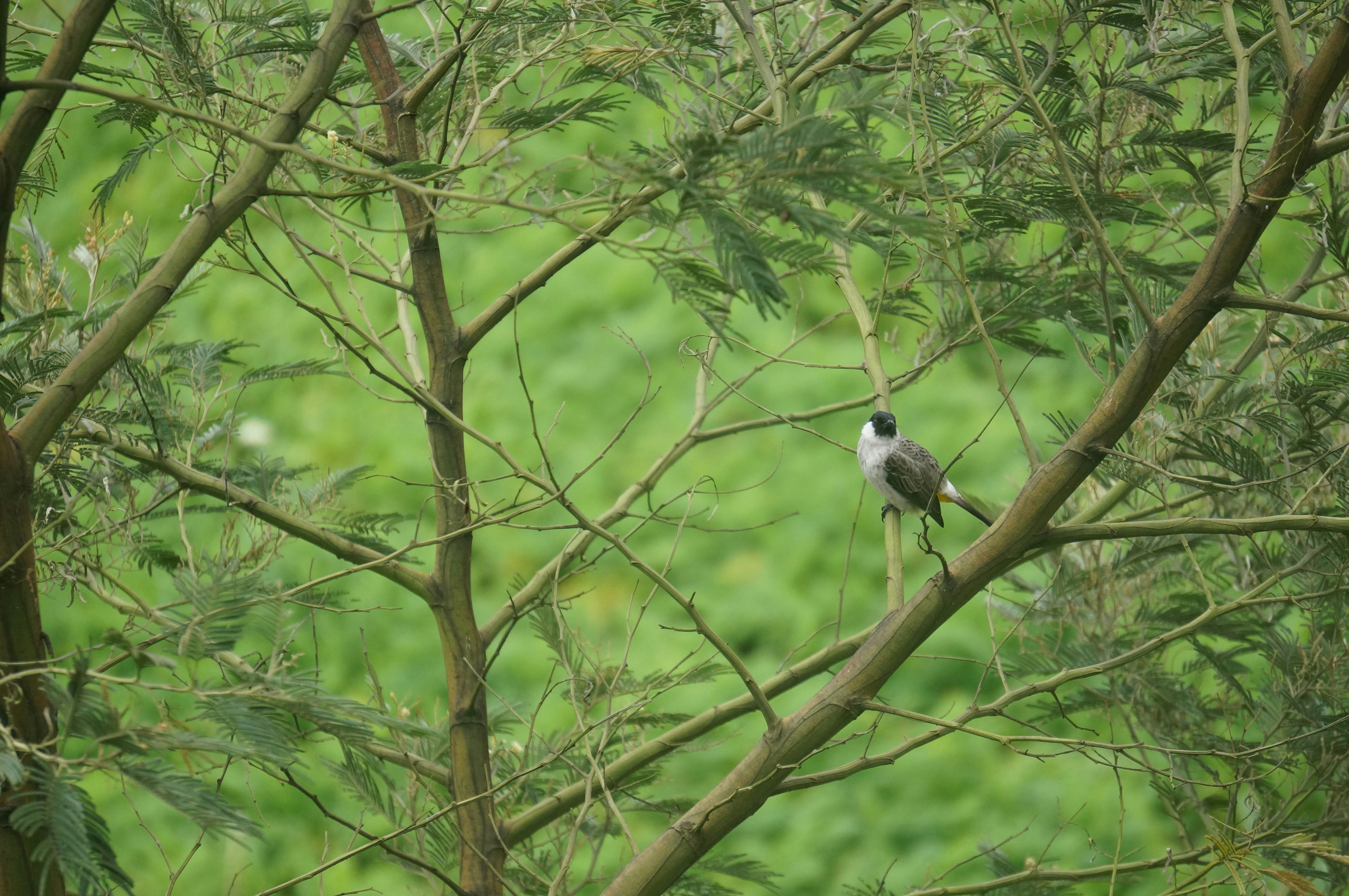 Bird perched on a slender branch amid lush green foliage.