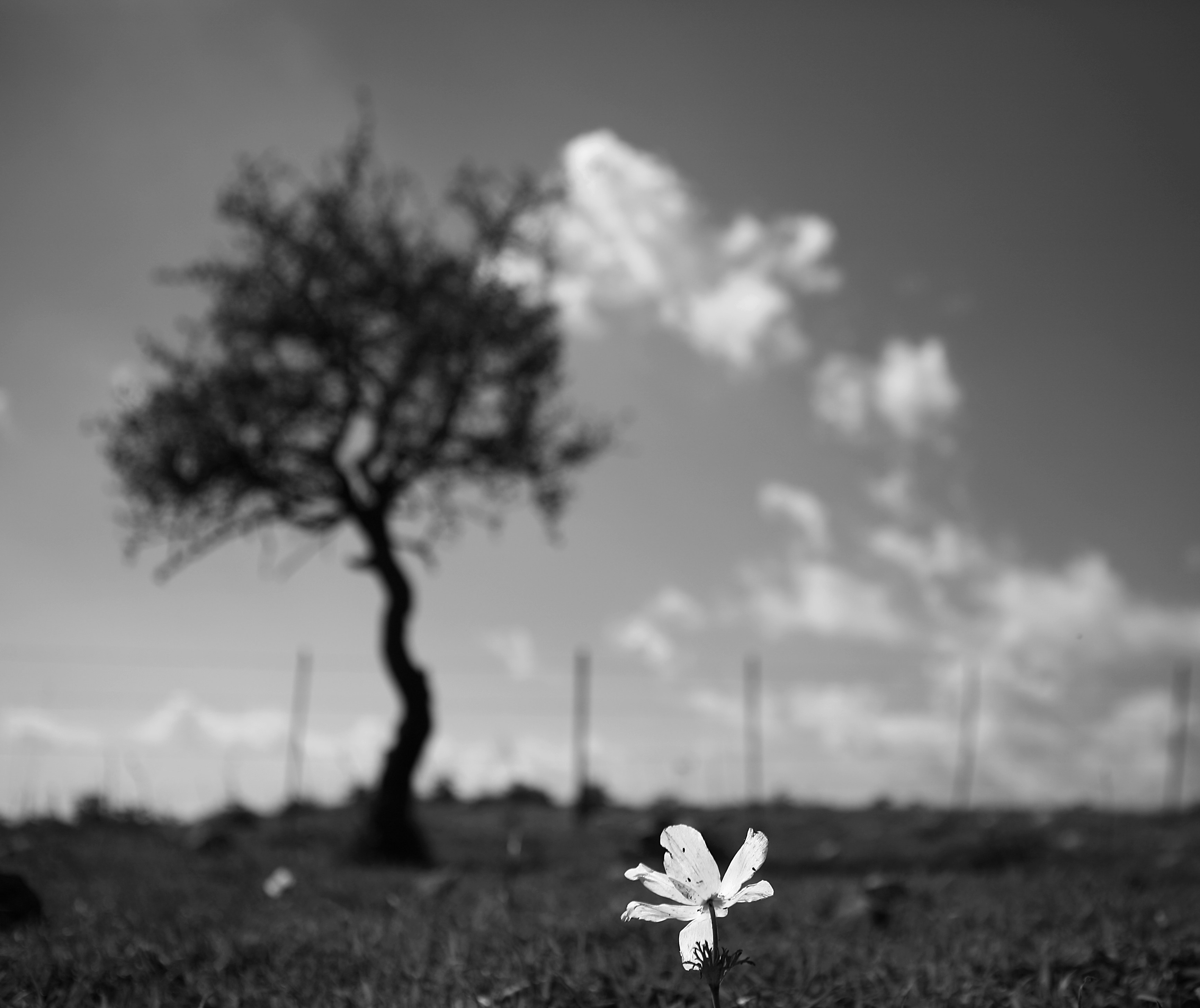 A lone flower in a grassy field with a tree in the background photo ...