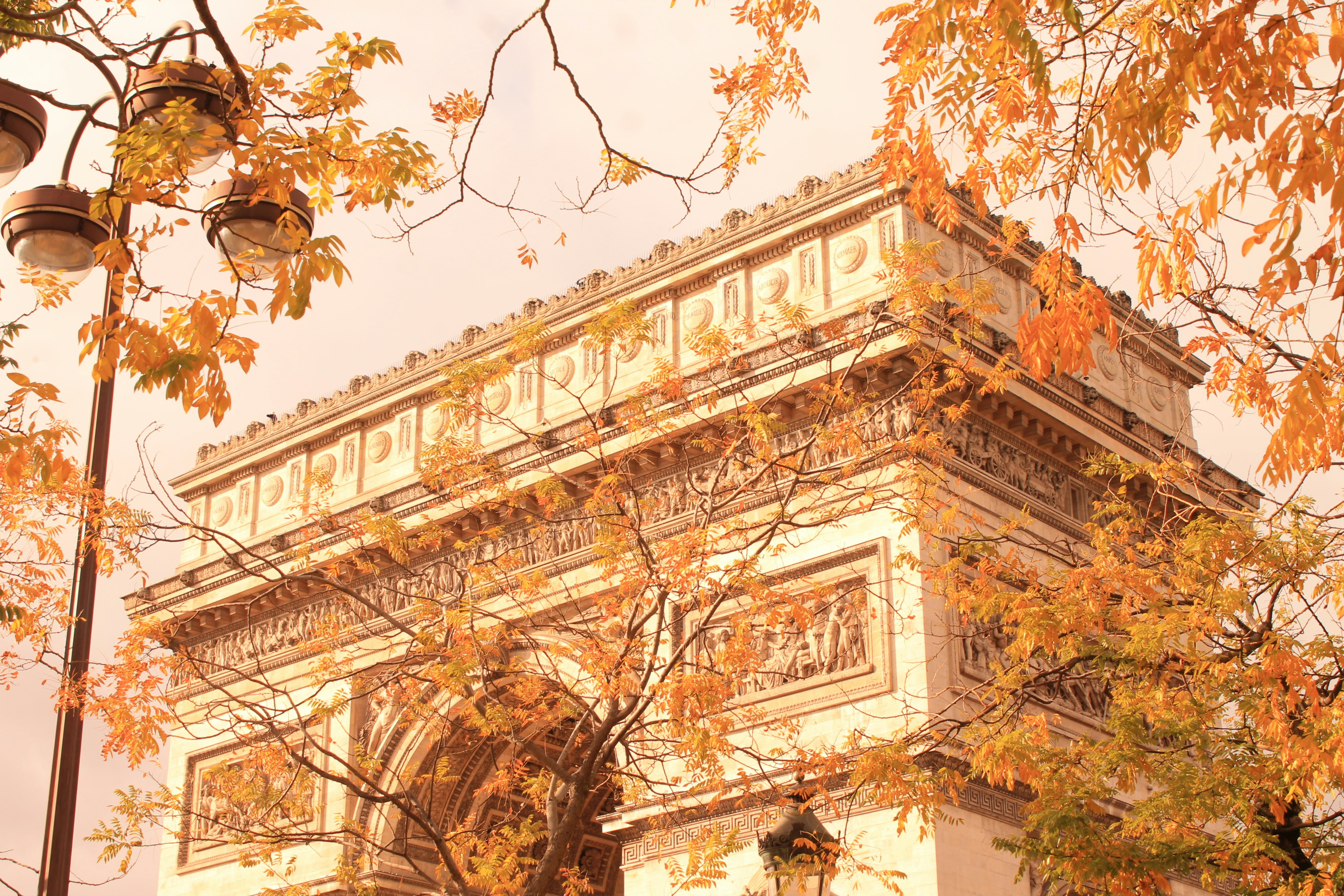 Autumn Arc: Framed by Golden Leaves