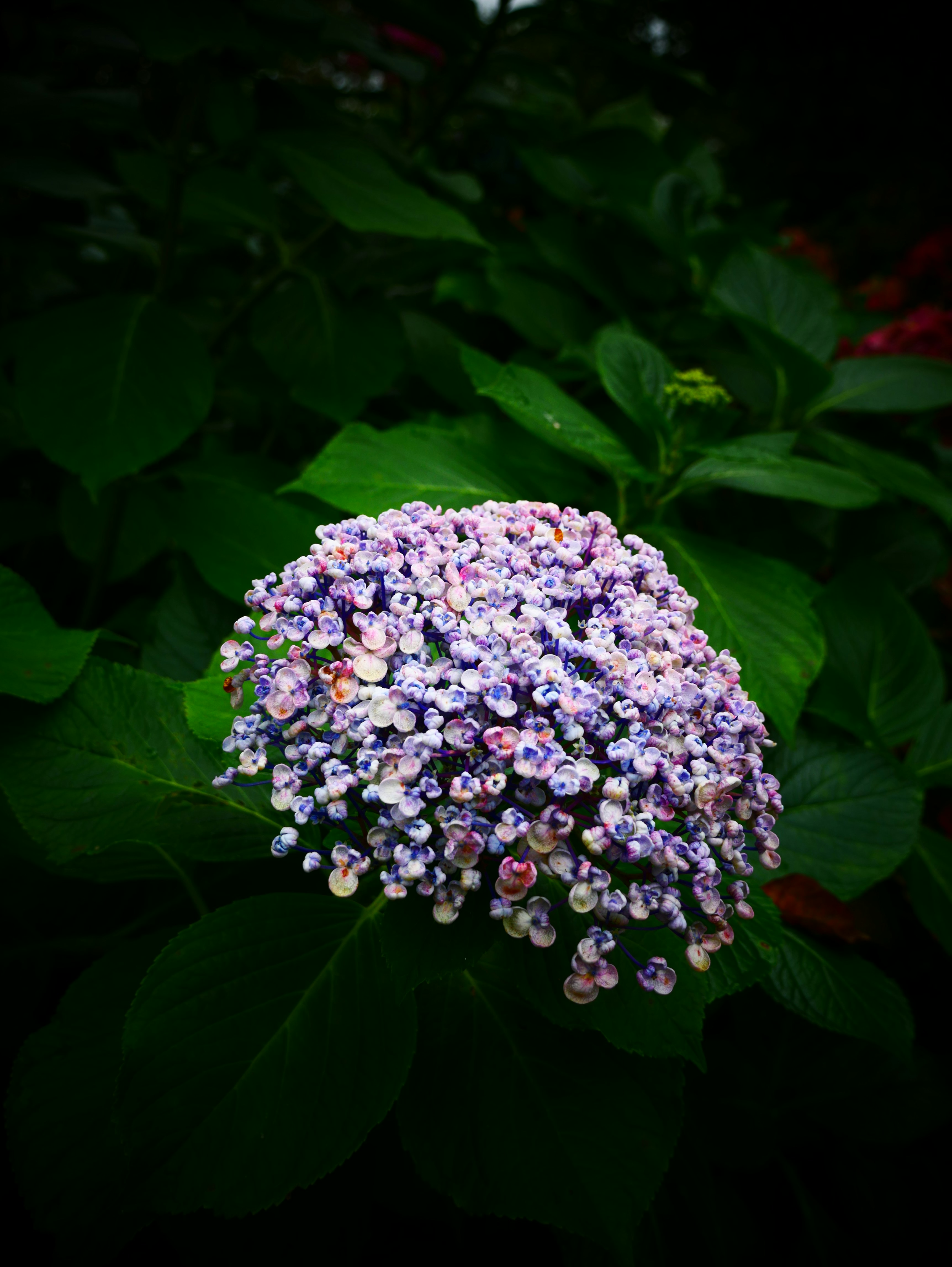 Violet-tinted Hydrangea Bloom Centerpiece