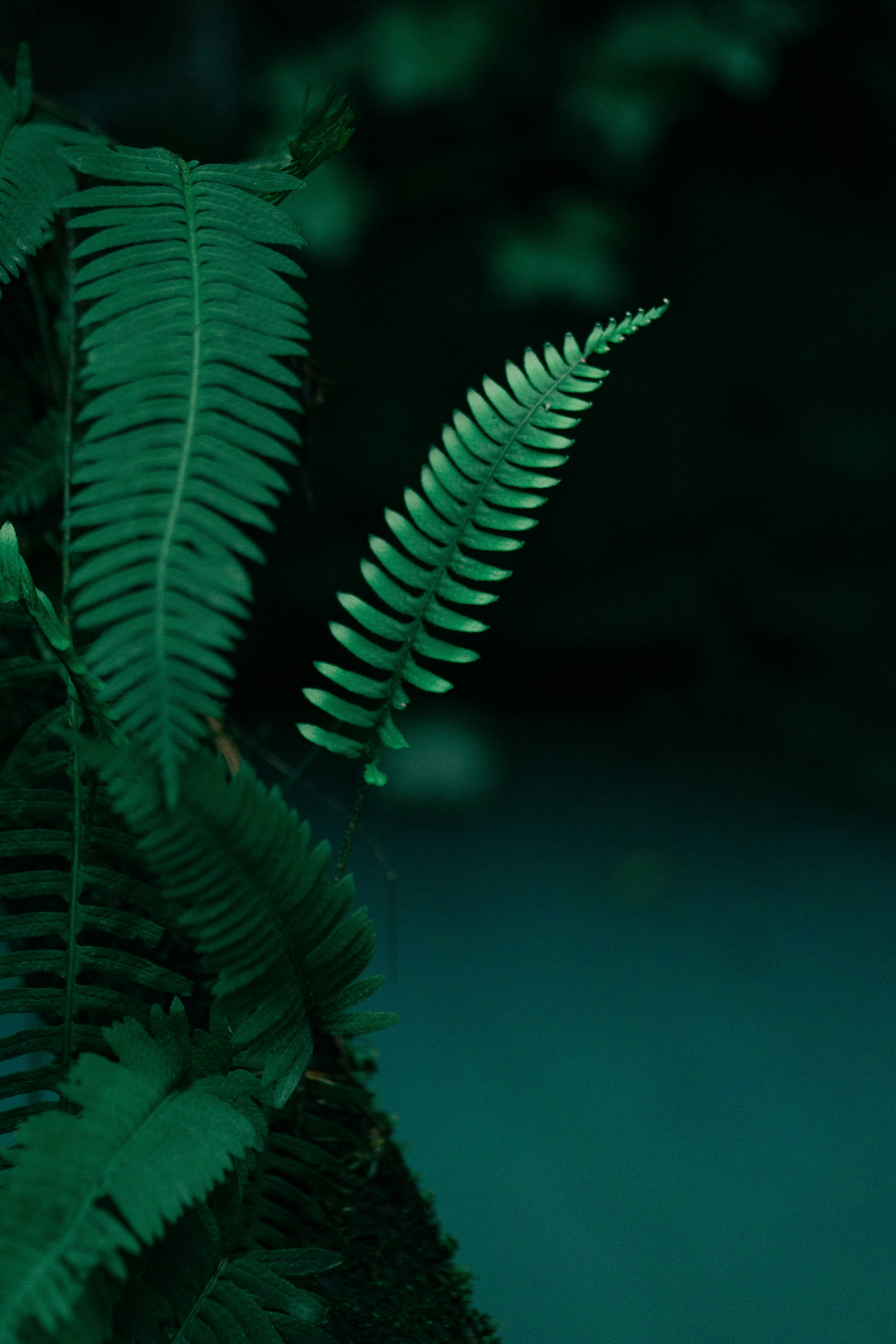 Lush green ferns gracefully arching towards the light in a tranquil forest setting.