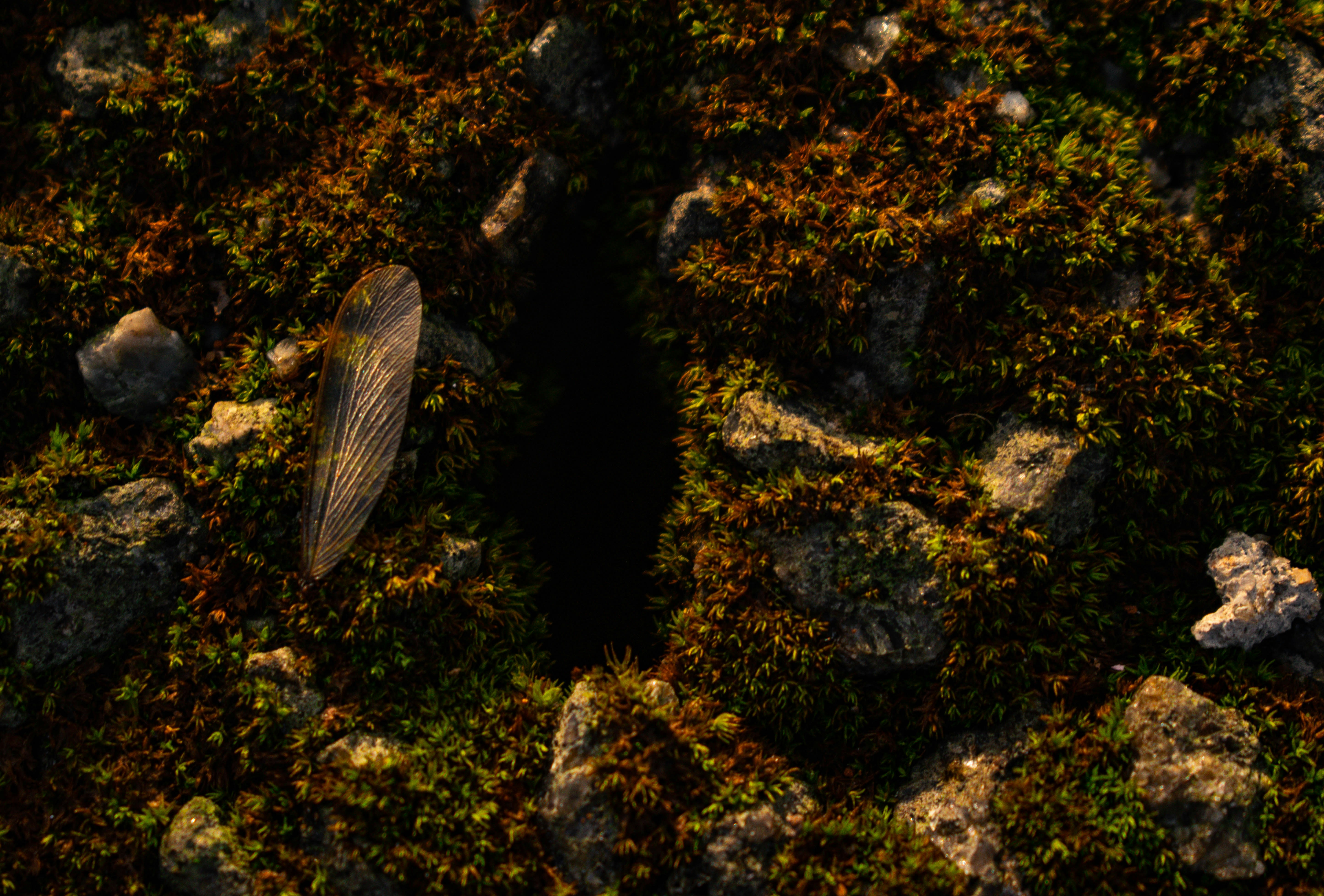 Delicate wing fragment resting on a bed of moss and stones, highlighting the intricate details of nature's textures.
