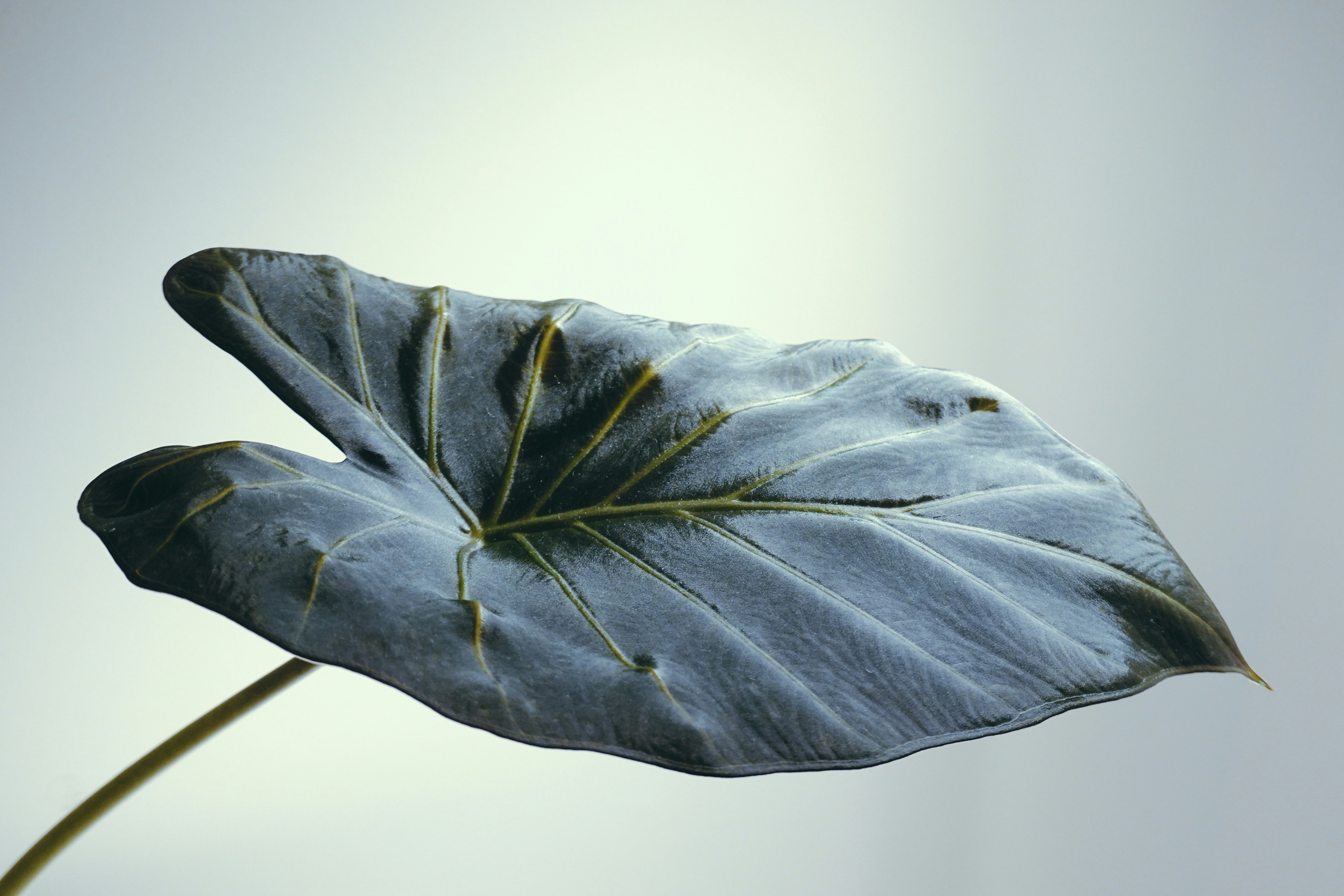 Photo by Marsha Reid with Sony Cyber-shot RX100 VI