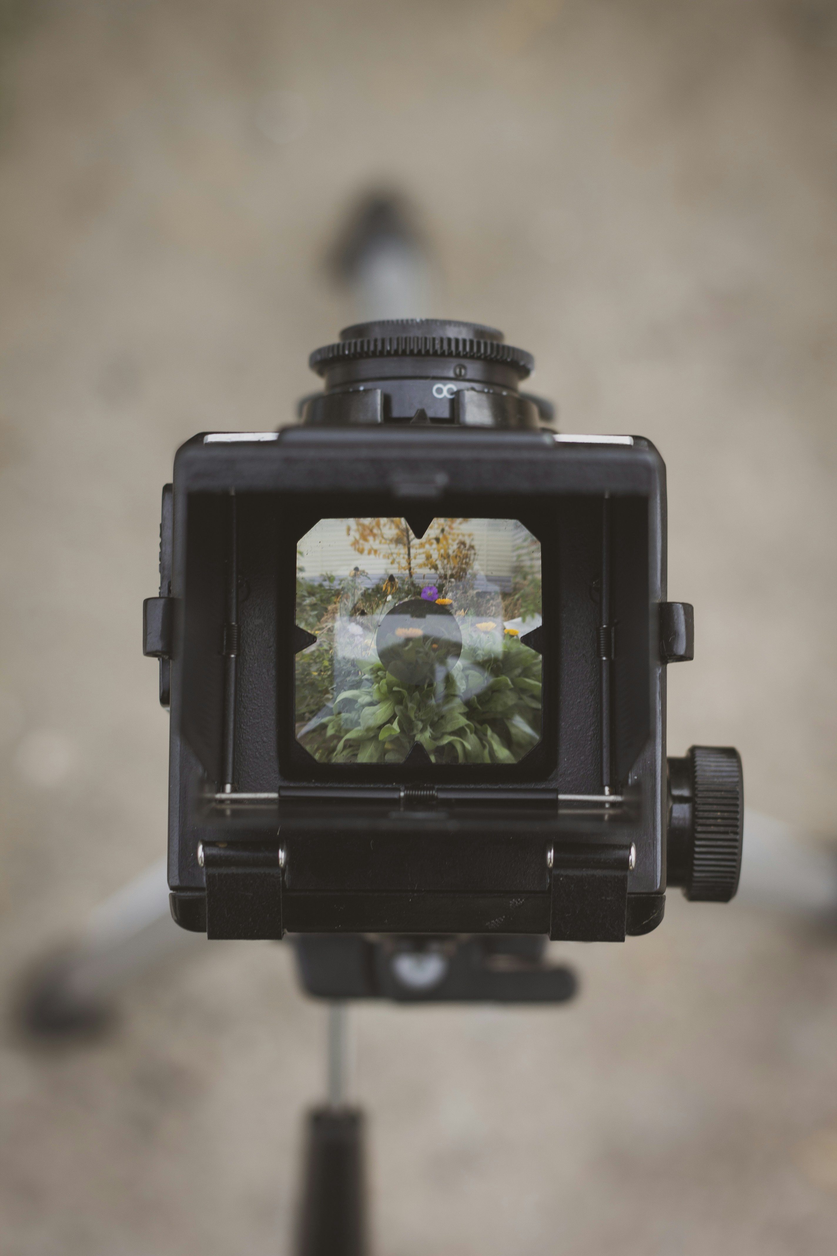 Back of the Viewfinder: A Tripod-Bound Camera Framing a Garden