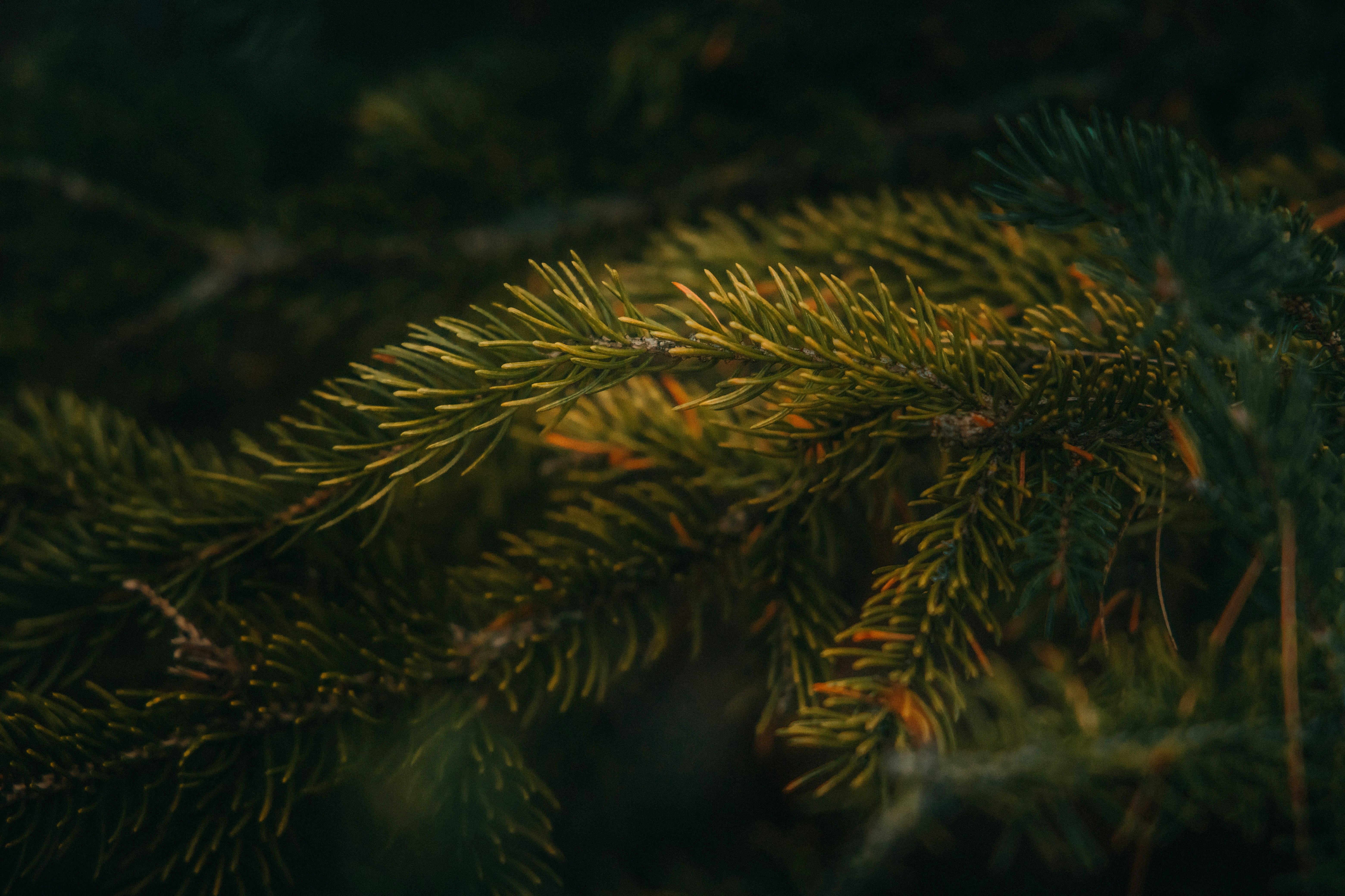 A close up of a pine tree branch photo – Free Natural Image on Unsplash