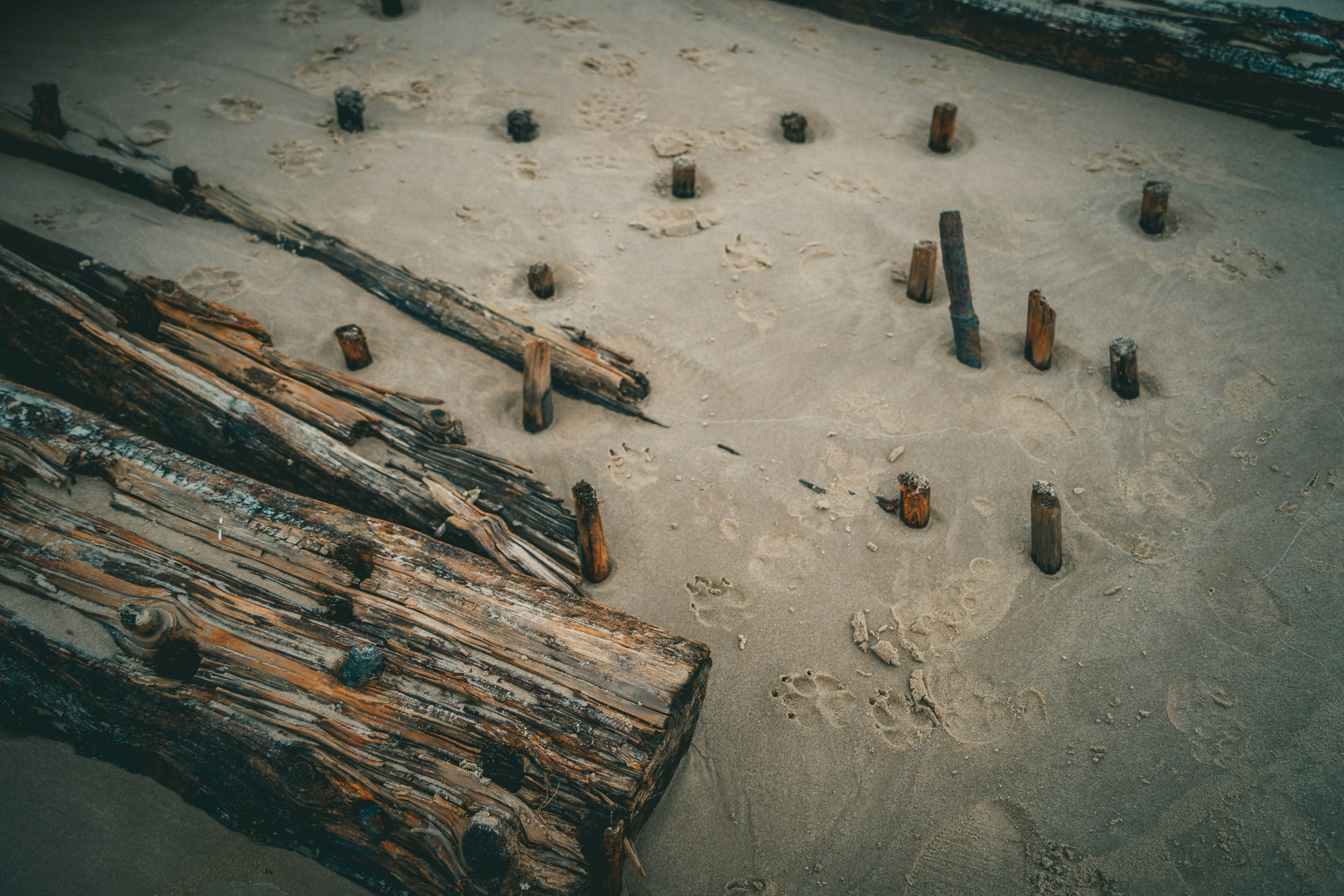 Driftwood on the Quiet Shore: Weathered Logs and Pilings at Low Tide