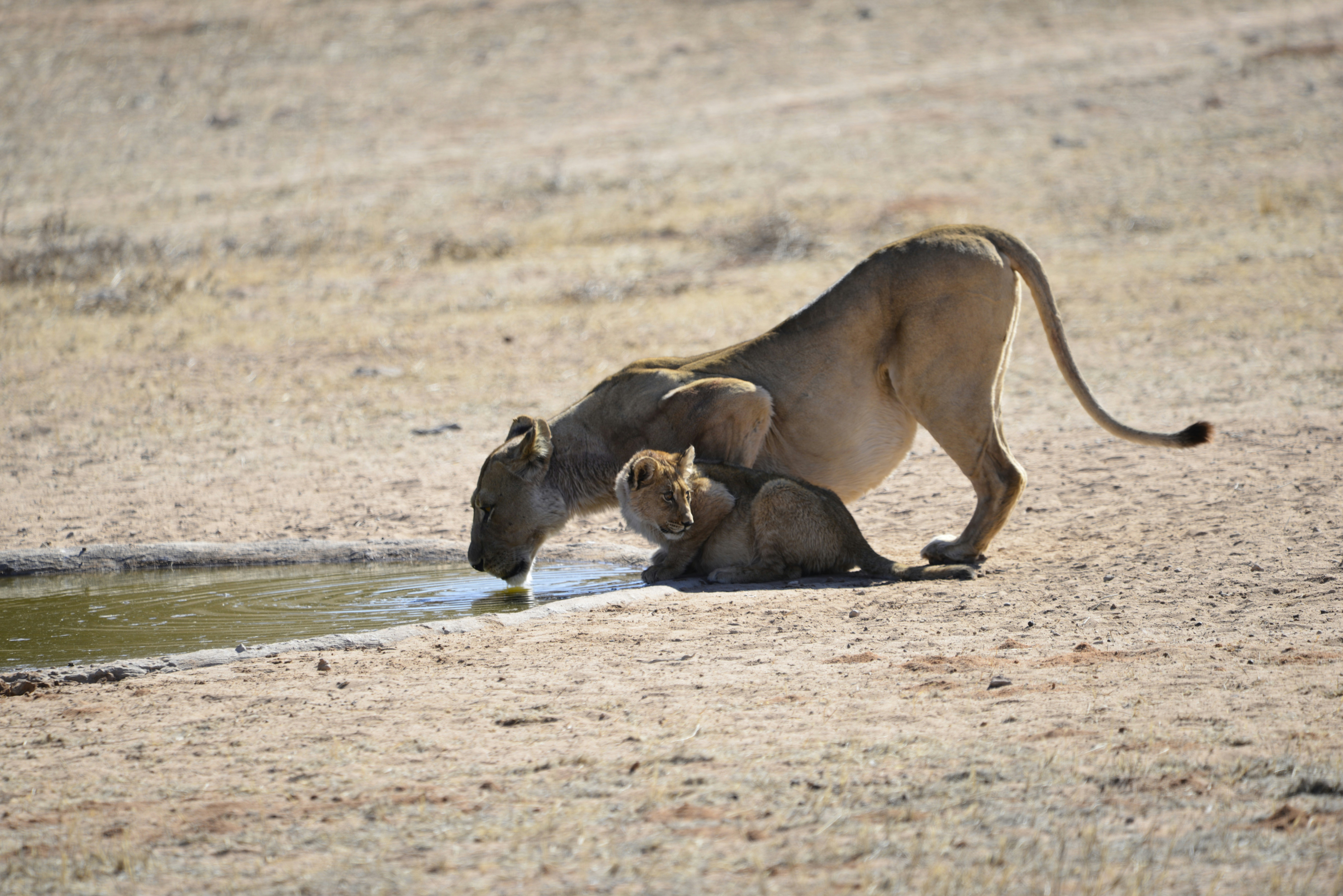 A couple of lions drinking water from a pond photo – Free Wildlife ...