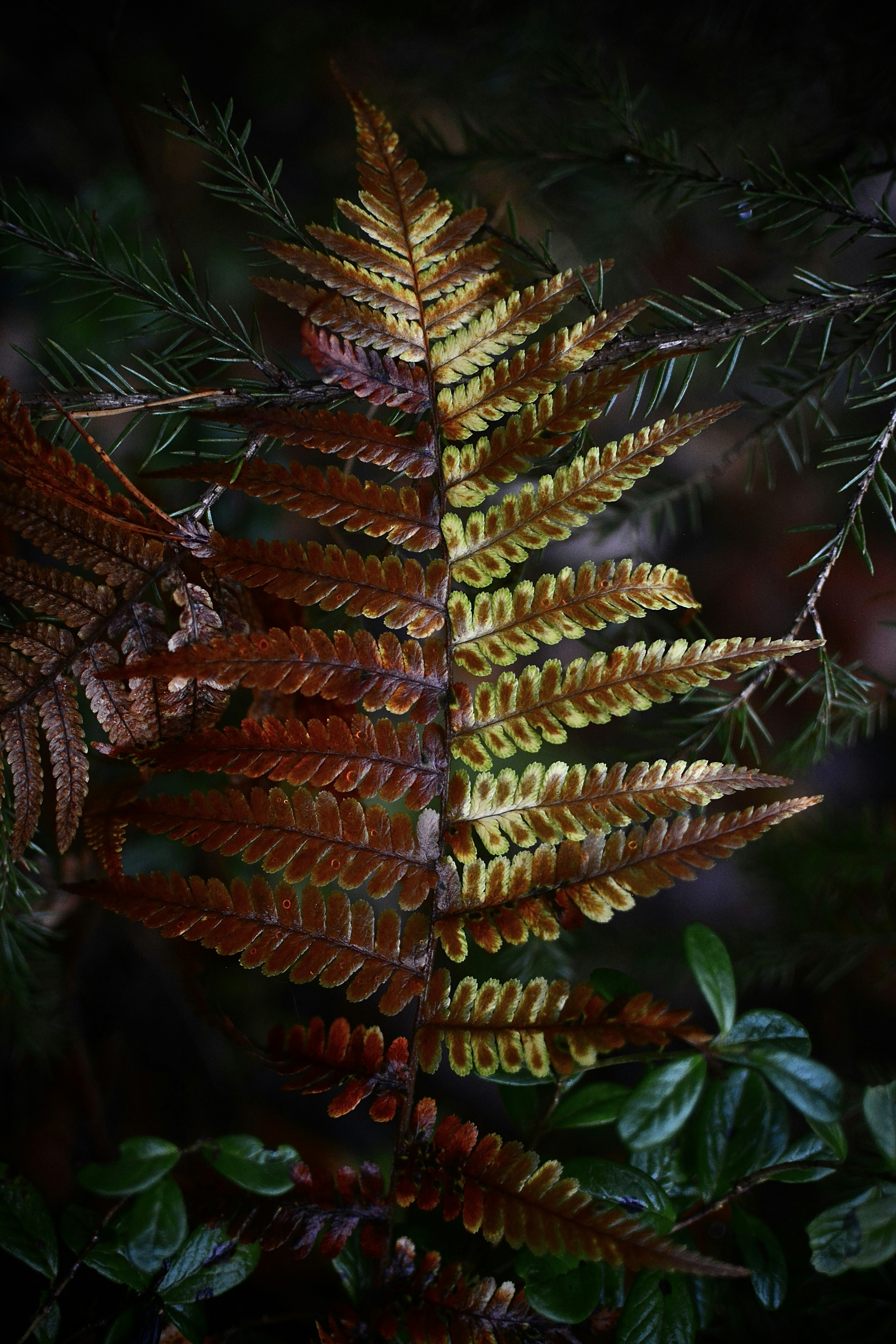 Gilded Fern Frond: Autumn Light in a Shadowed Understory