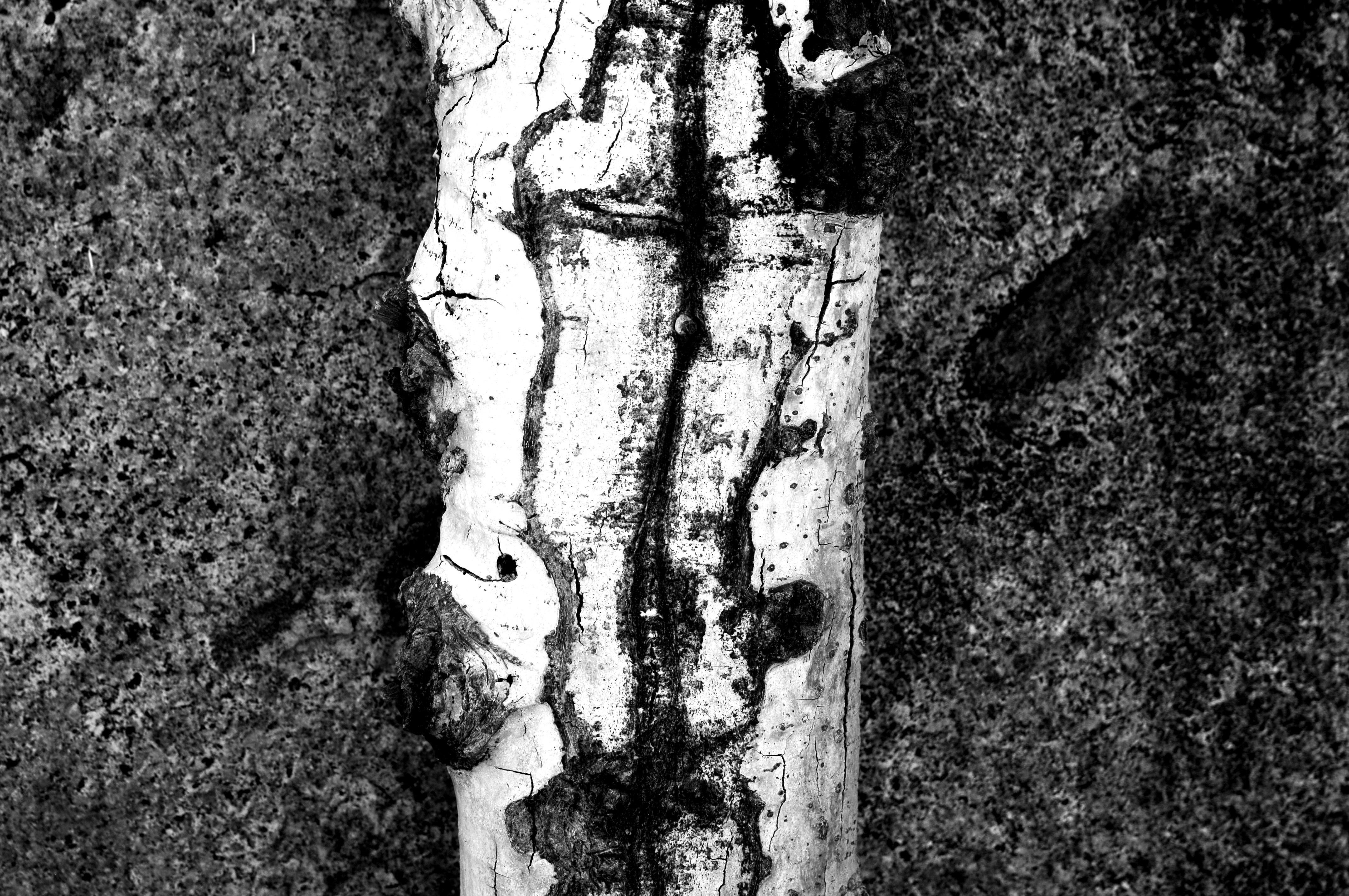 Close-up of a weathered birch tree trunk showcasing intricate patterns against a rough, contrasting background.