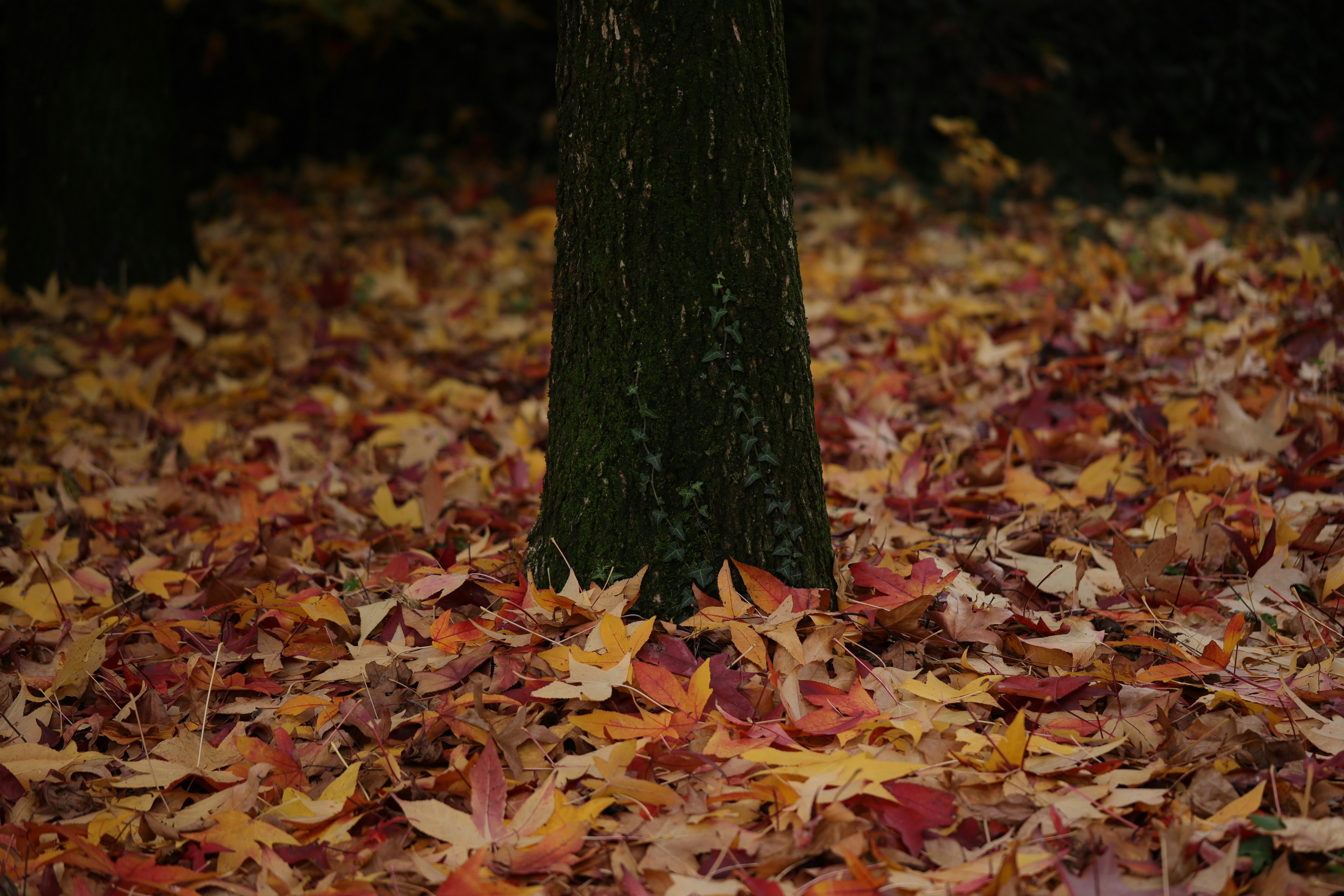 Colorful autumn leaves blanket the ground around a tree trunk, creating a vibrant natural carpet. The scene captures the essence of fall's fleeting beauty.