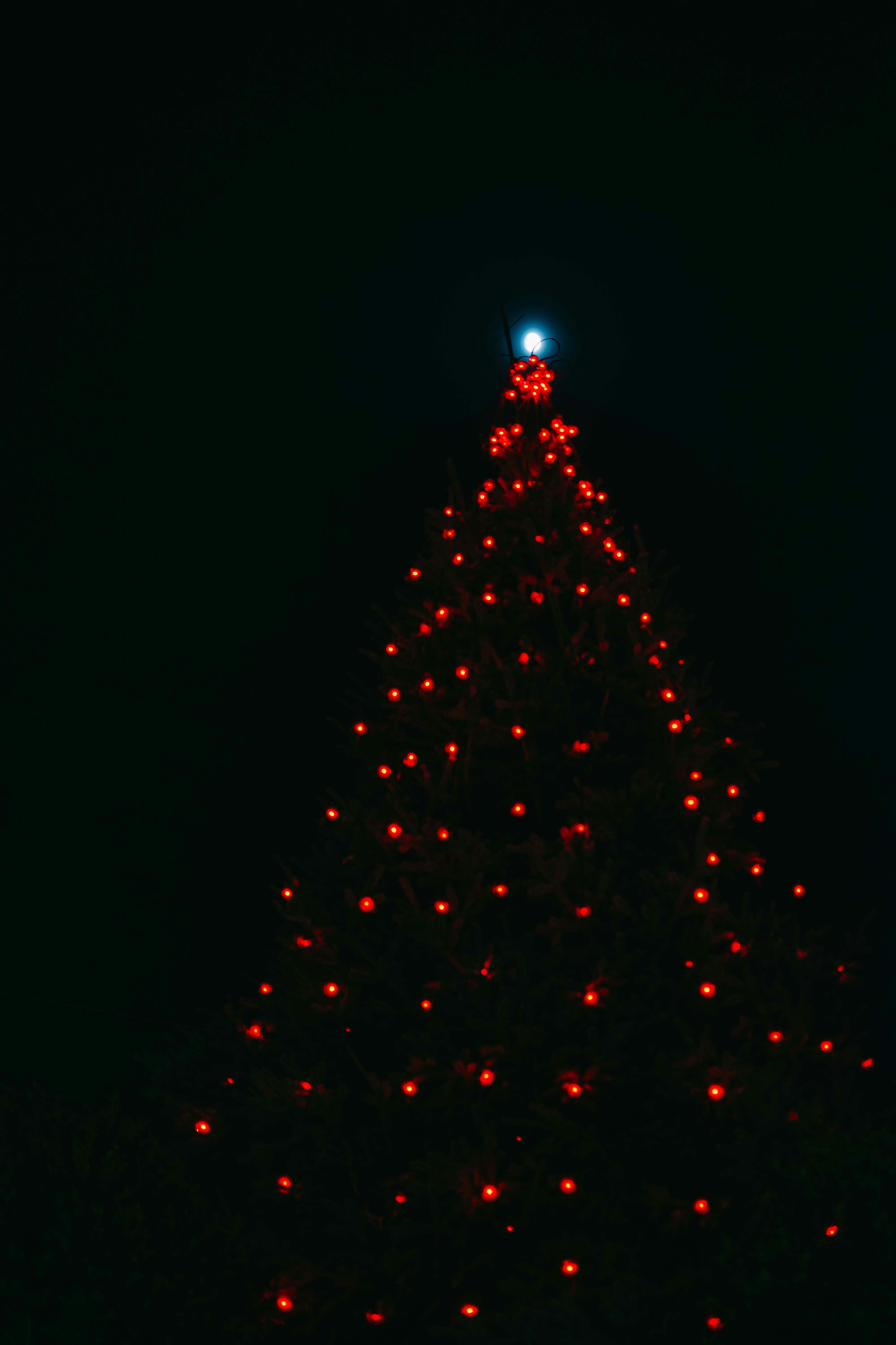 A towering Christmas tree adorned with vibrant red lights against a dark night sky, topped with a glowing ornament.