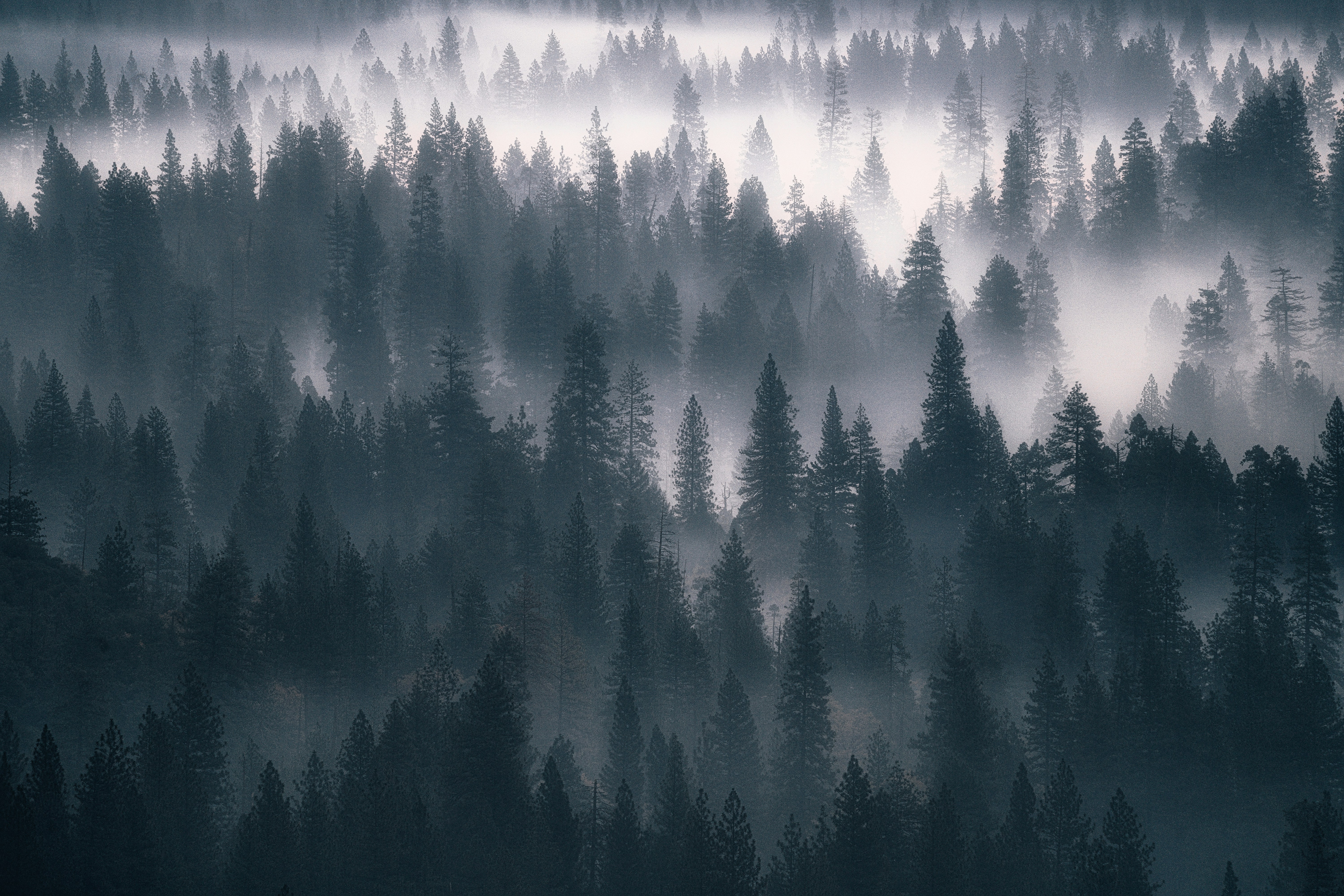 Misty Trees w Lake | 11 best free misty, lake, tree and wallpaper ...