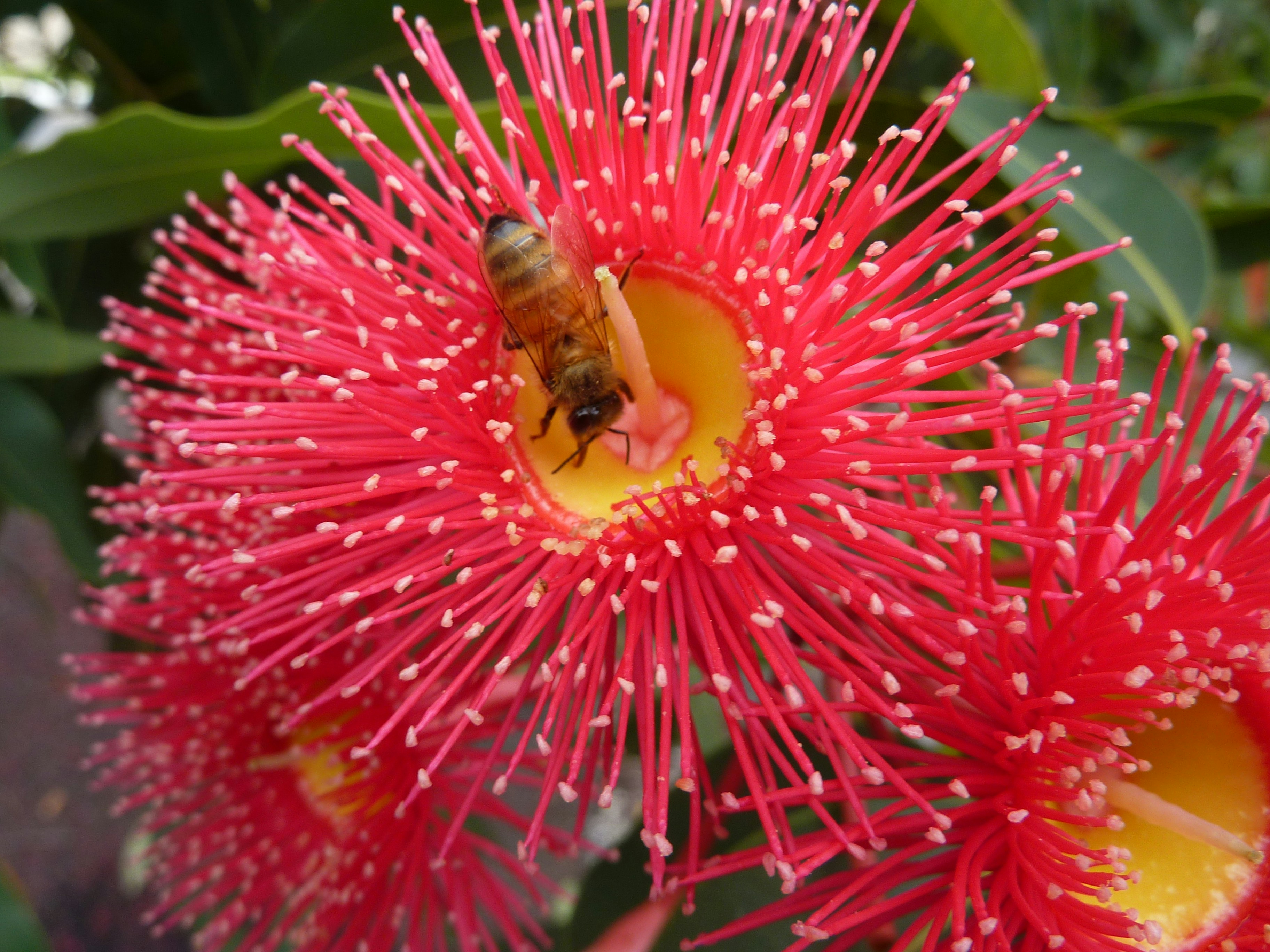 A bee collecting nectar from a vibrant red flower with elongated stamens, showcasing the beauty of pollination. The intricate details highlight the flower's structure and the bee's activity.