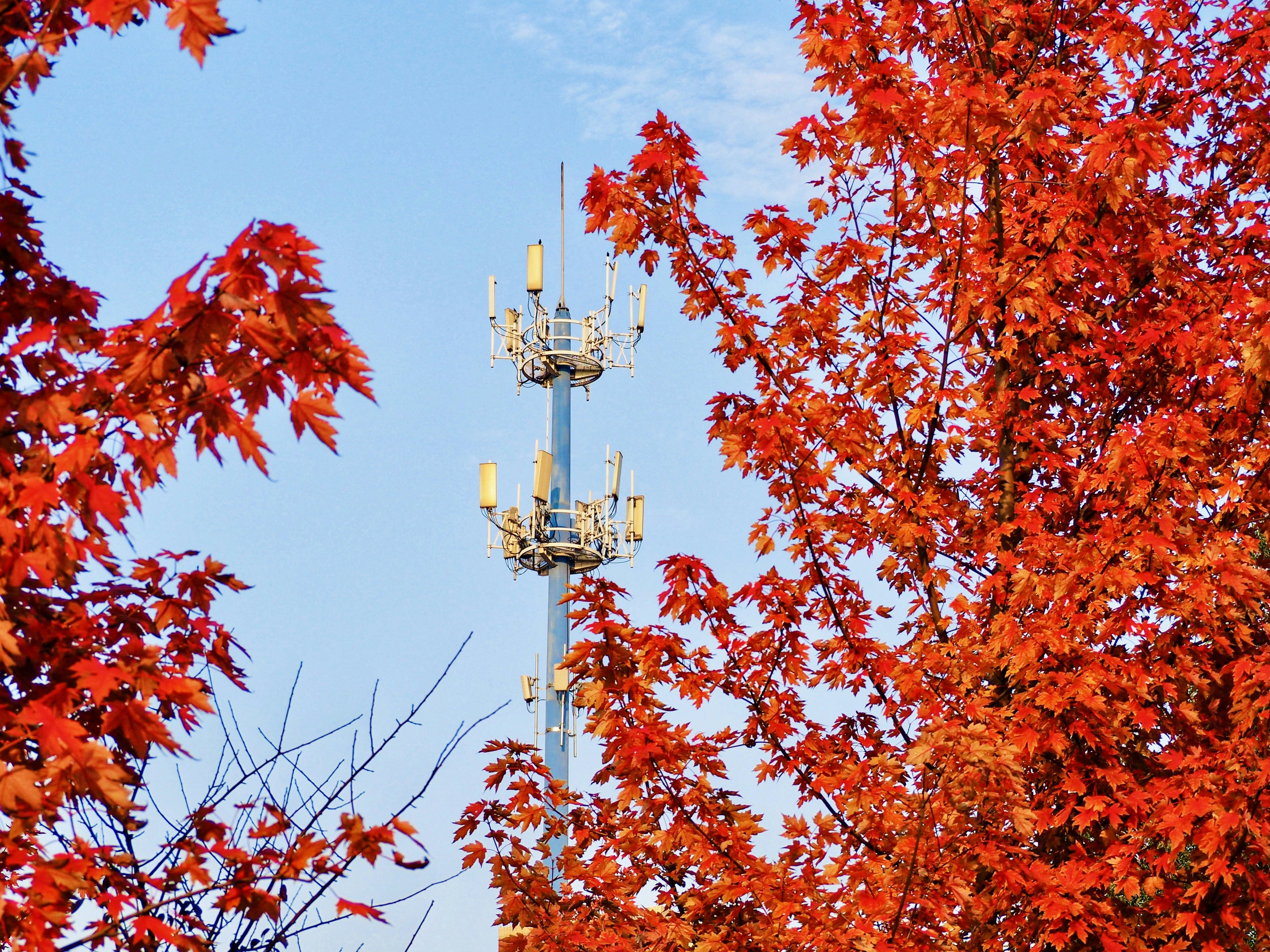 Crimson Fringe: cellular mast rising through autumn leaves against a blue sky