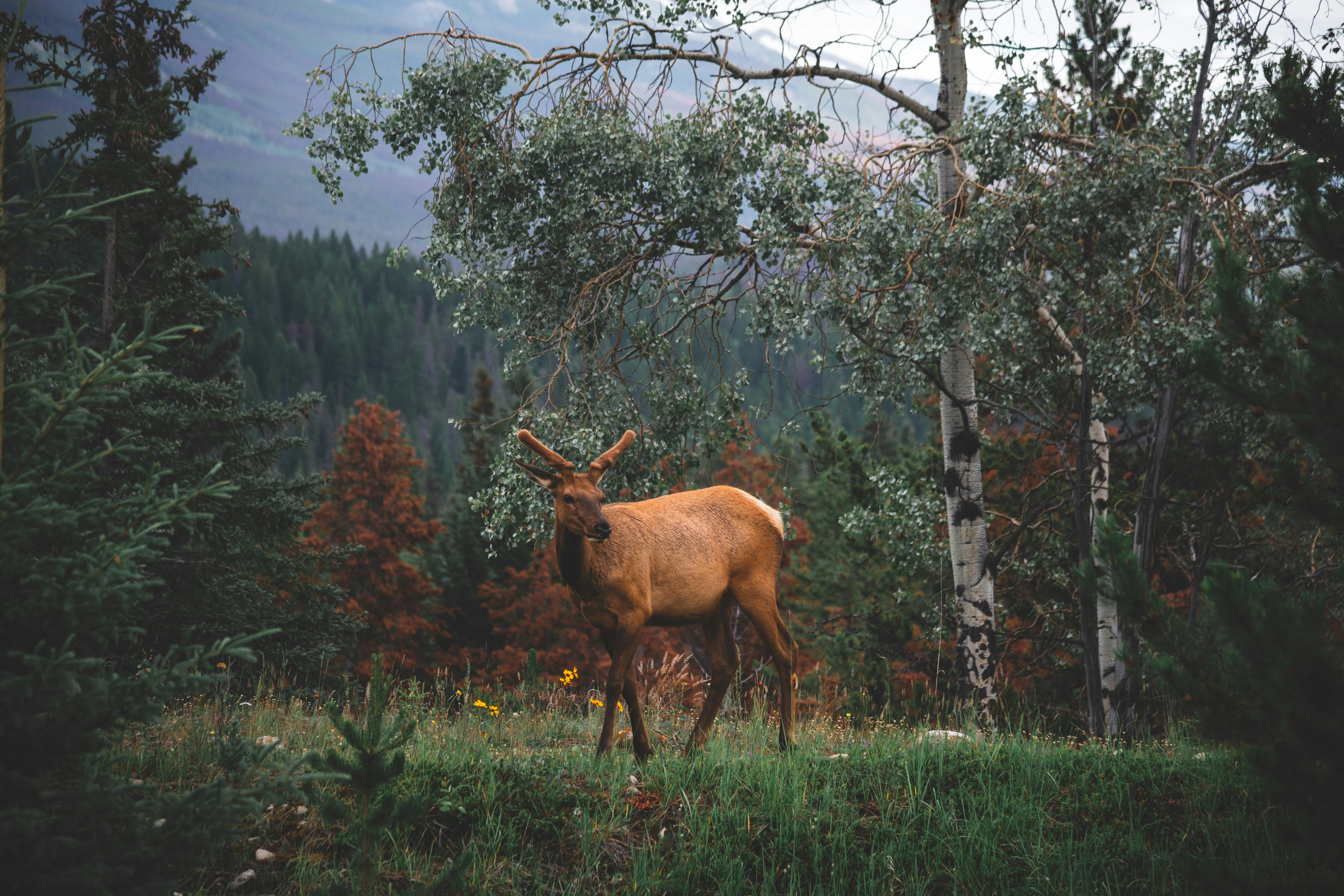 Elk standing gracefully amidst a lush forest, framed by vibrant foliage and distant mountains.