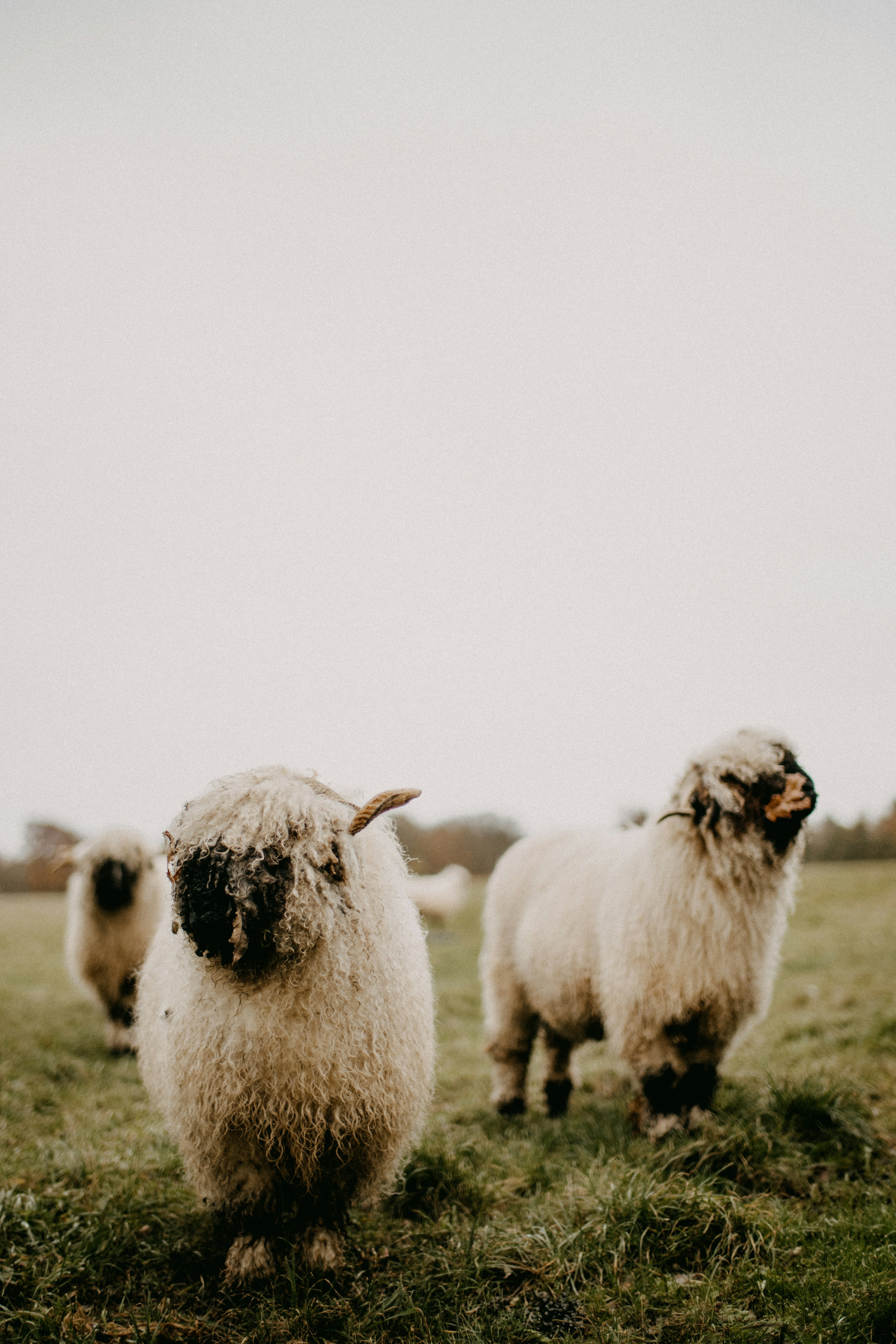 Three fluffy sheep roaming in a grassy field under a grey sky. Their woolly coats create a soft contrast against the muted background.