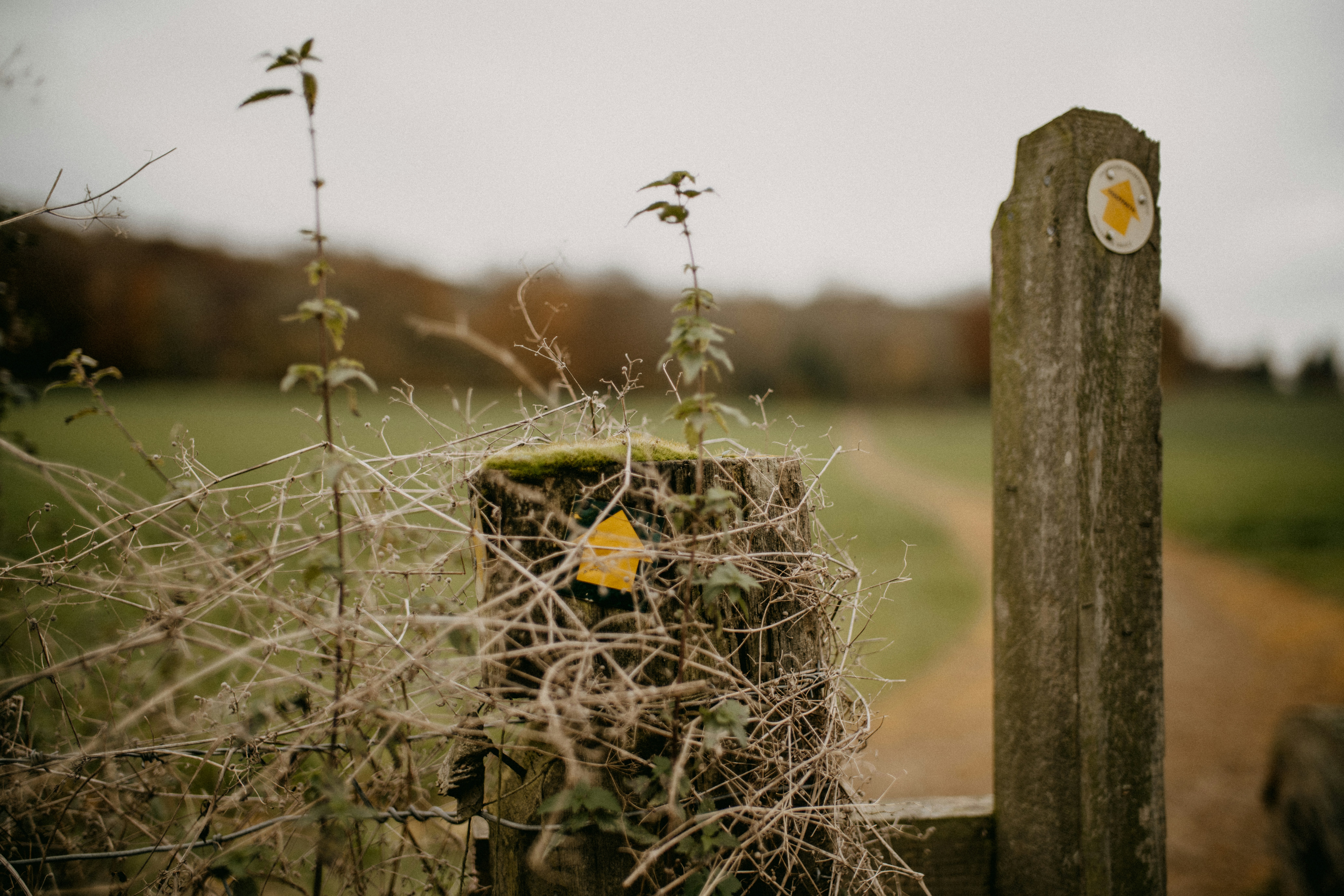 Barbed Boundary: A Weathered Fence Post and Overgrown Marker
