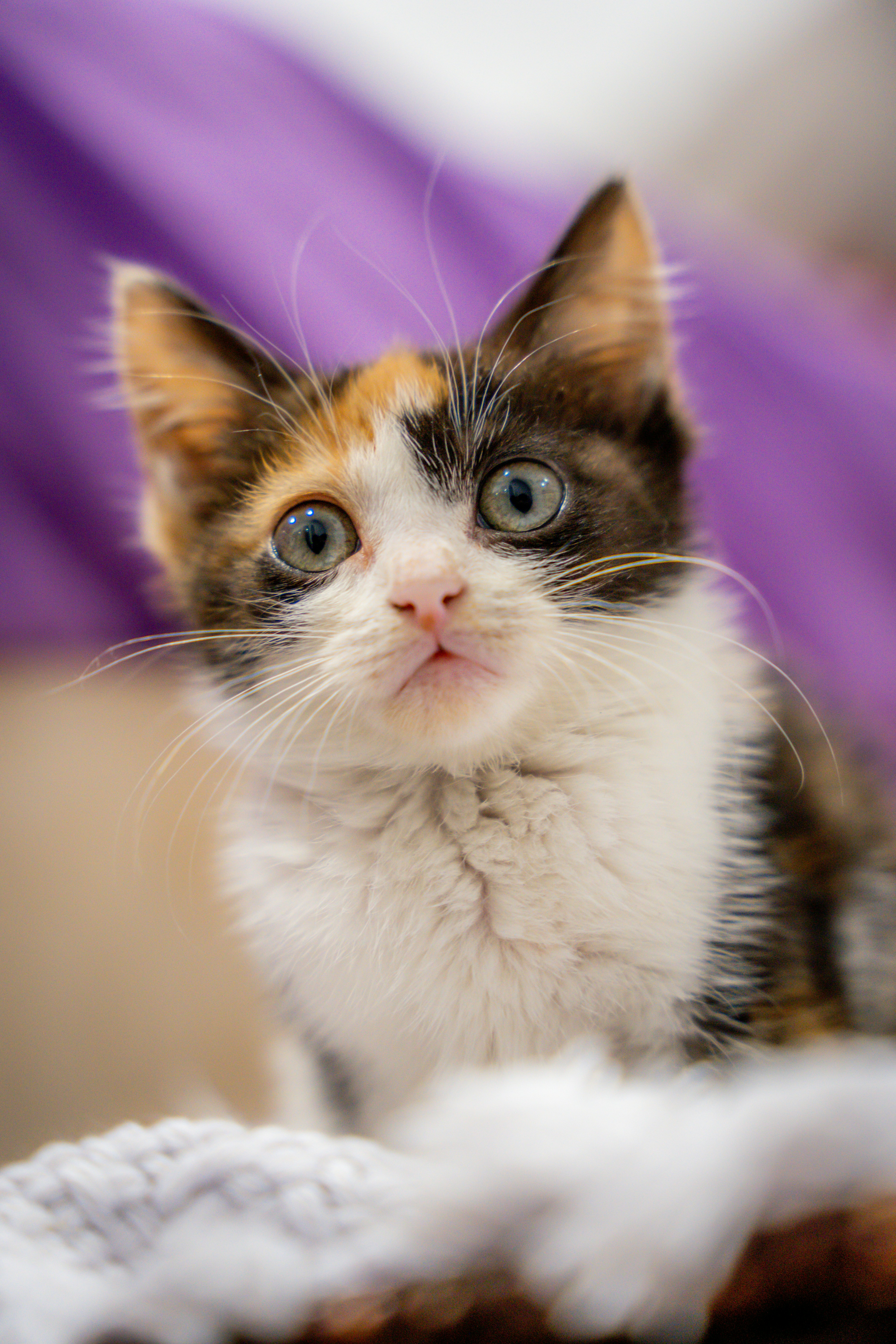 Calico Cat With Blue Eyes