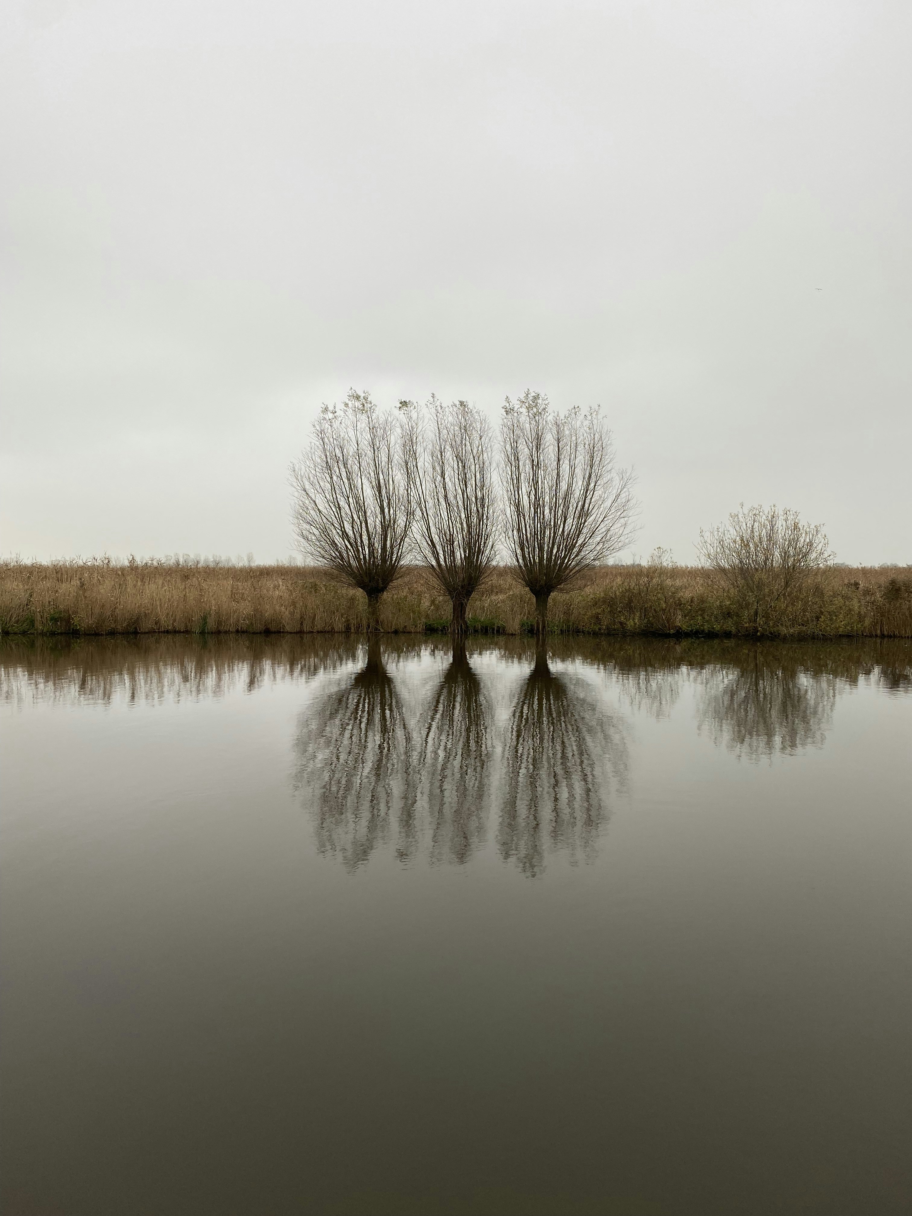Three bare trees standing along the water's edge, their reflections mirrored perfectly in the still water beneath a cloudy sky.