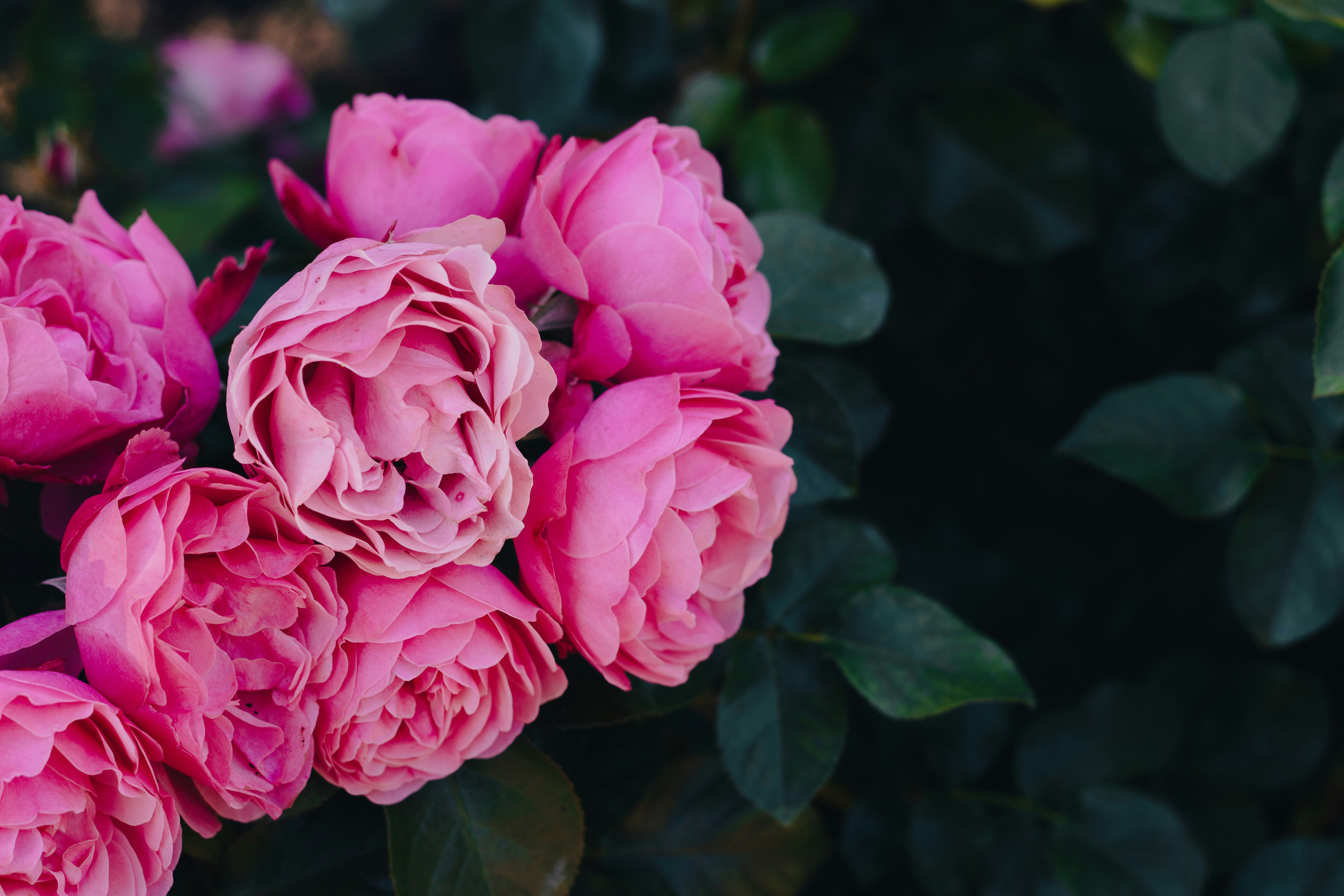 Cluster of vibrant pink roses surrounded by dark green leaves, showcasing the beauty of nature in full bloom.