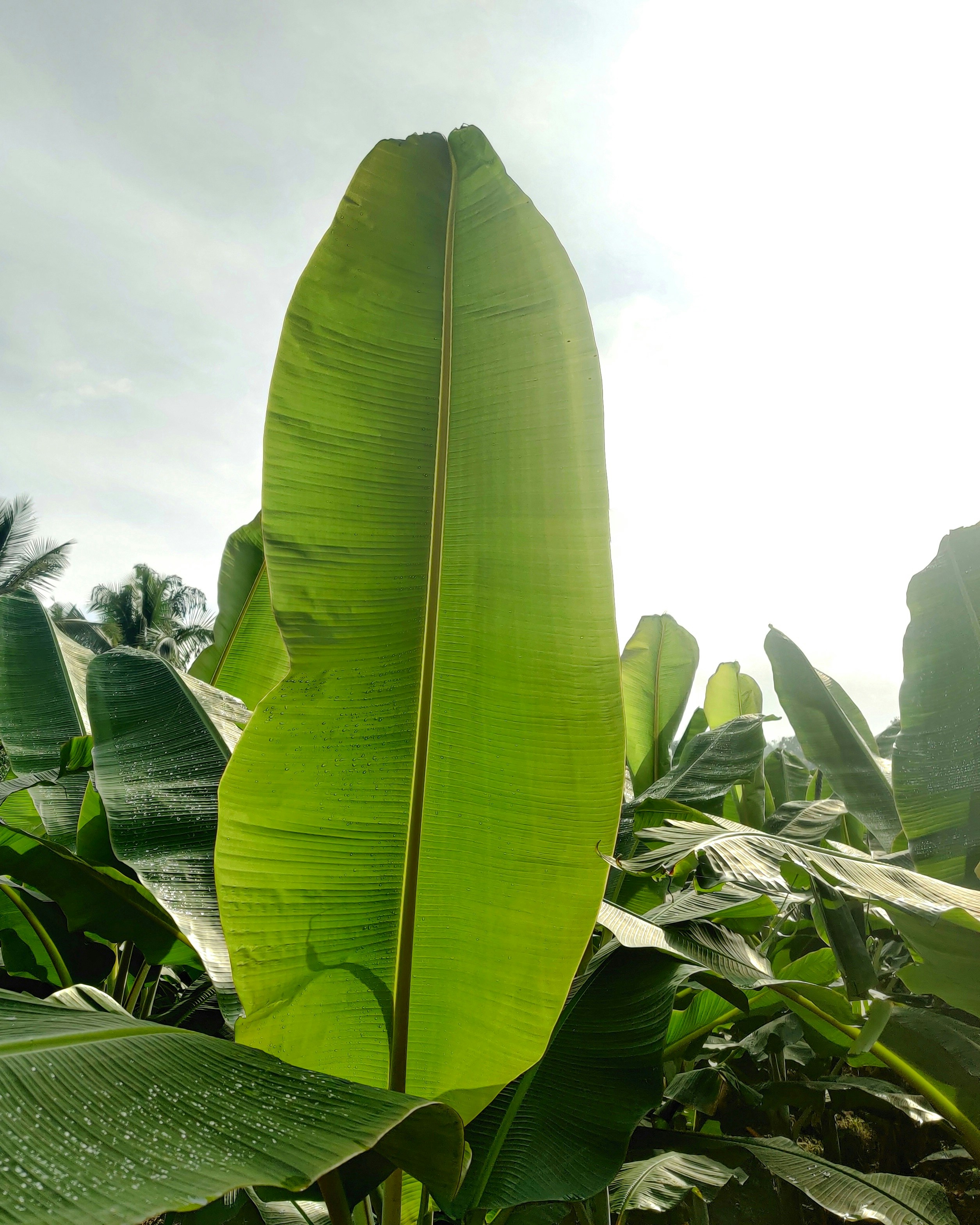 Sunlit Banana Leaves: A Close-Up of Silk-Green Foliage