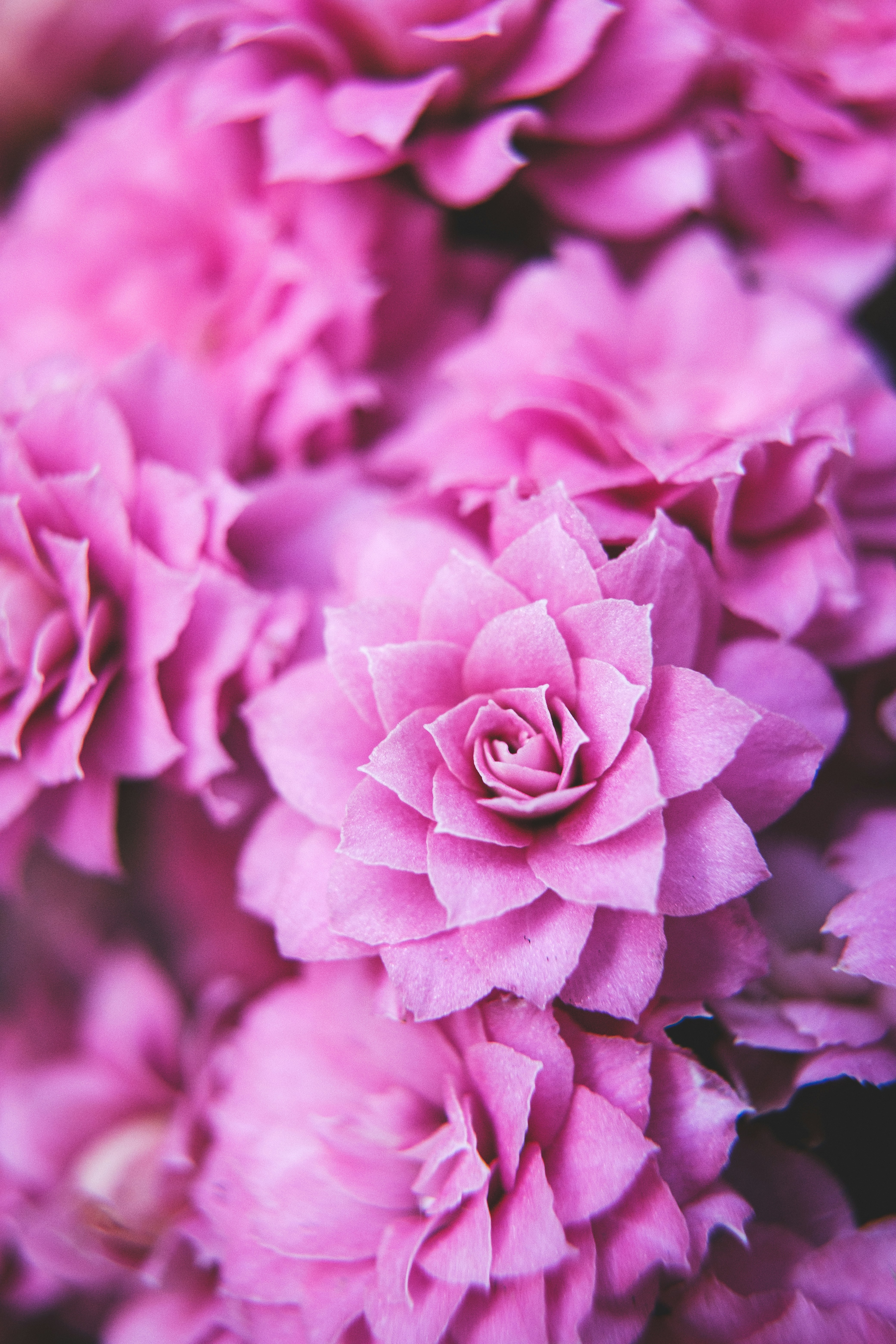 a close up of a bunch of pink flowers