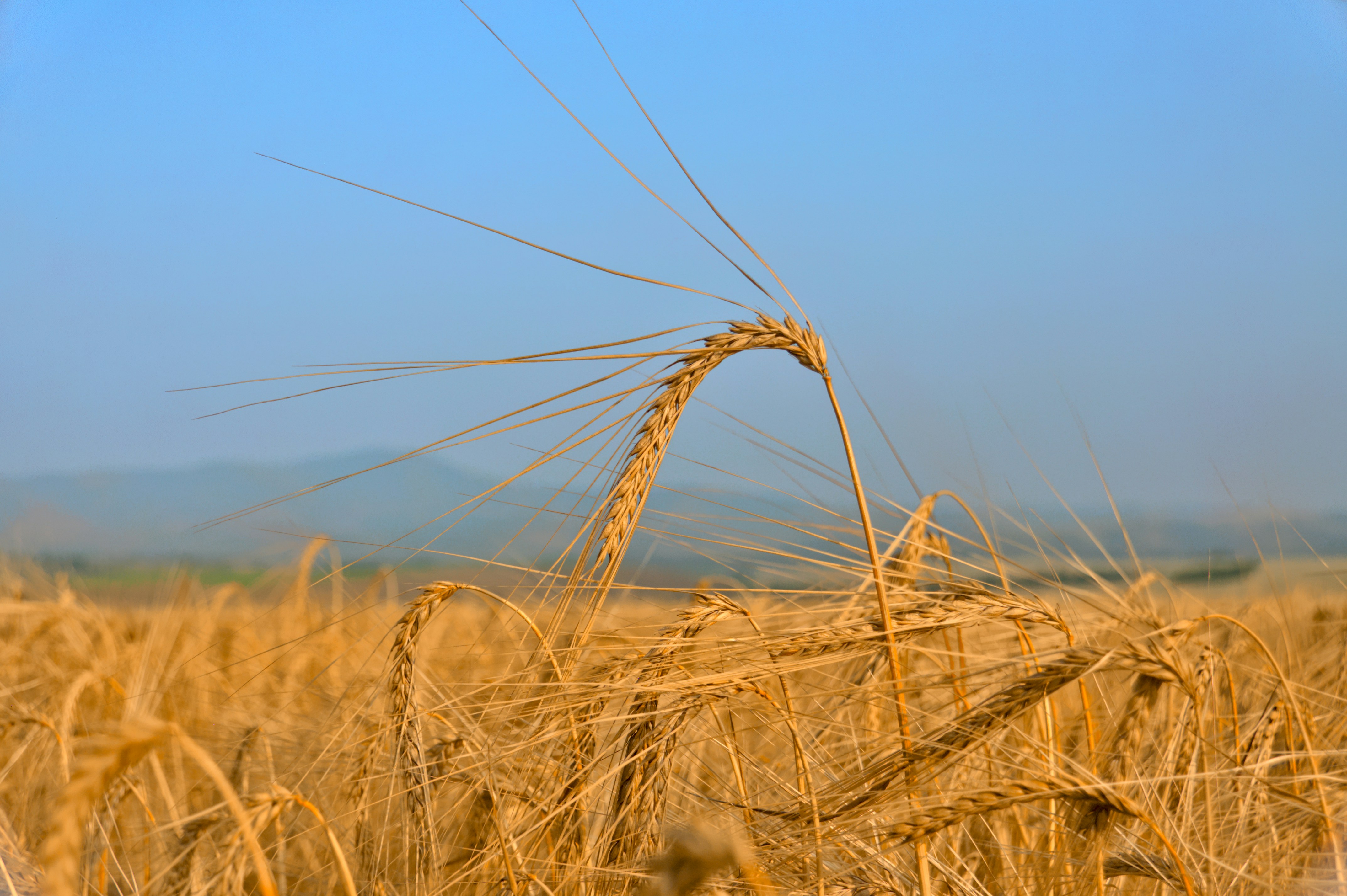 Golden Arch of Wheat: a lone curved stalk against a blue horizon