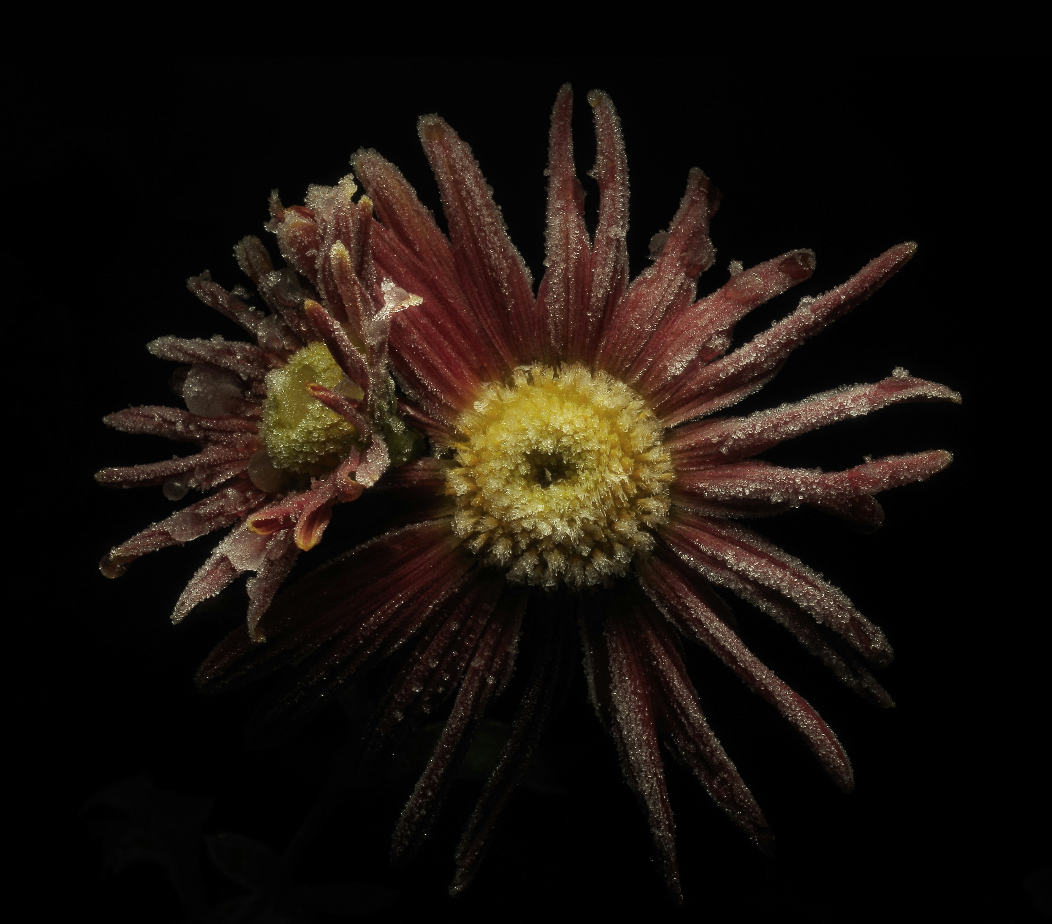 Delicate flowers adorned with frost, showcasing intricate petal structures against a dark background.