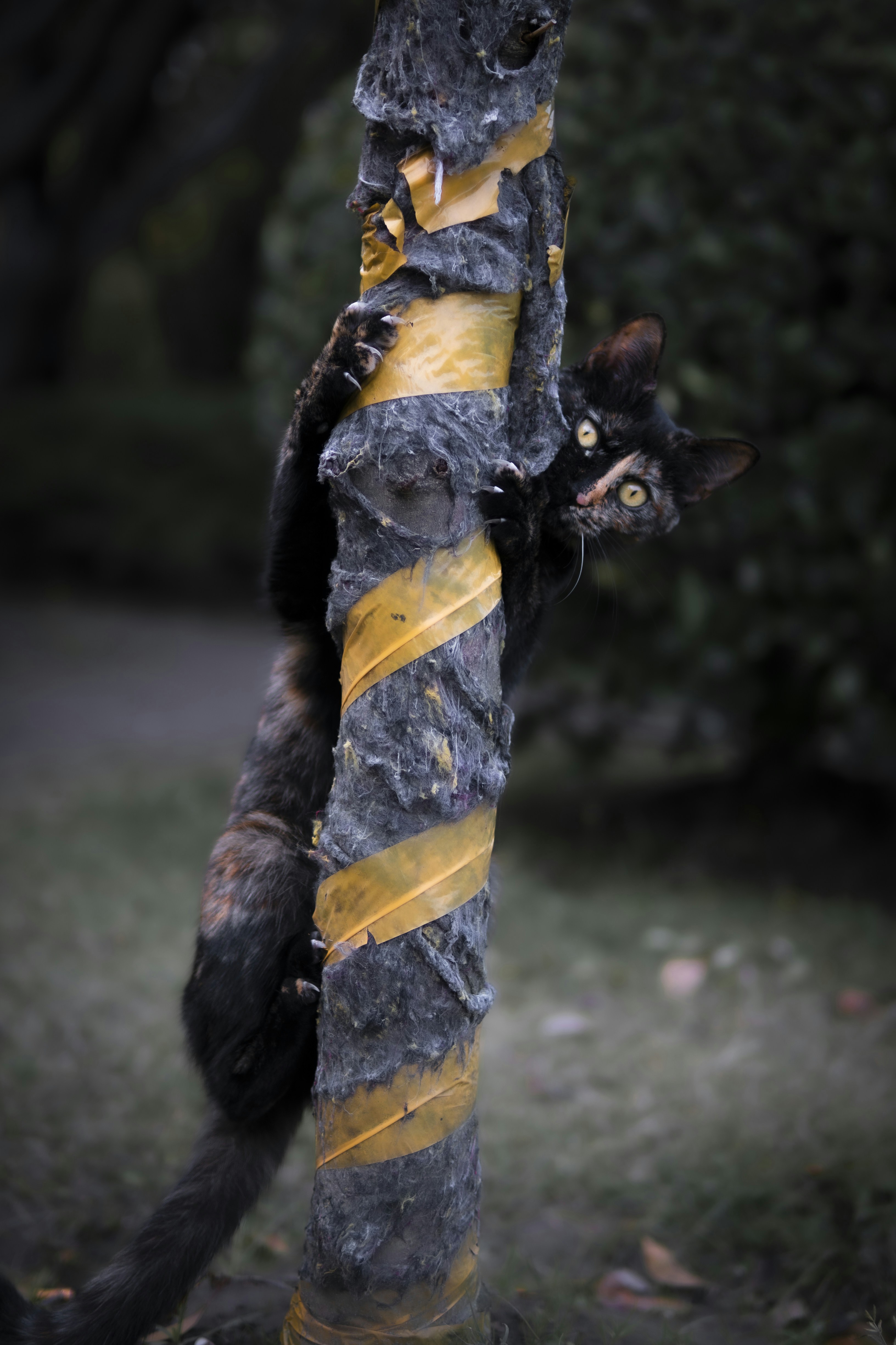 Curious Hunter: A Black Cat Clings to a Striped Post