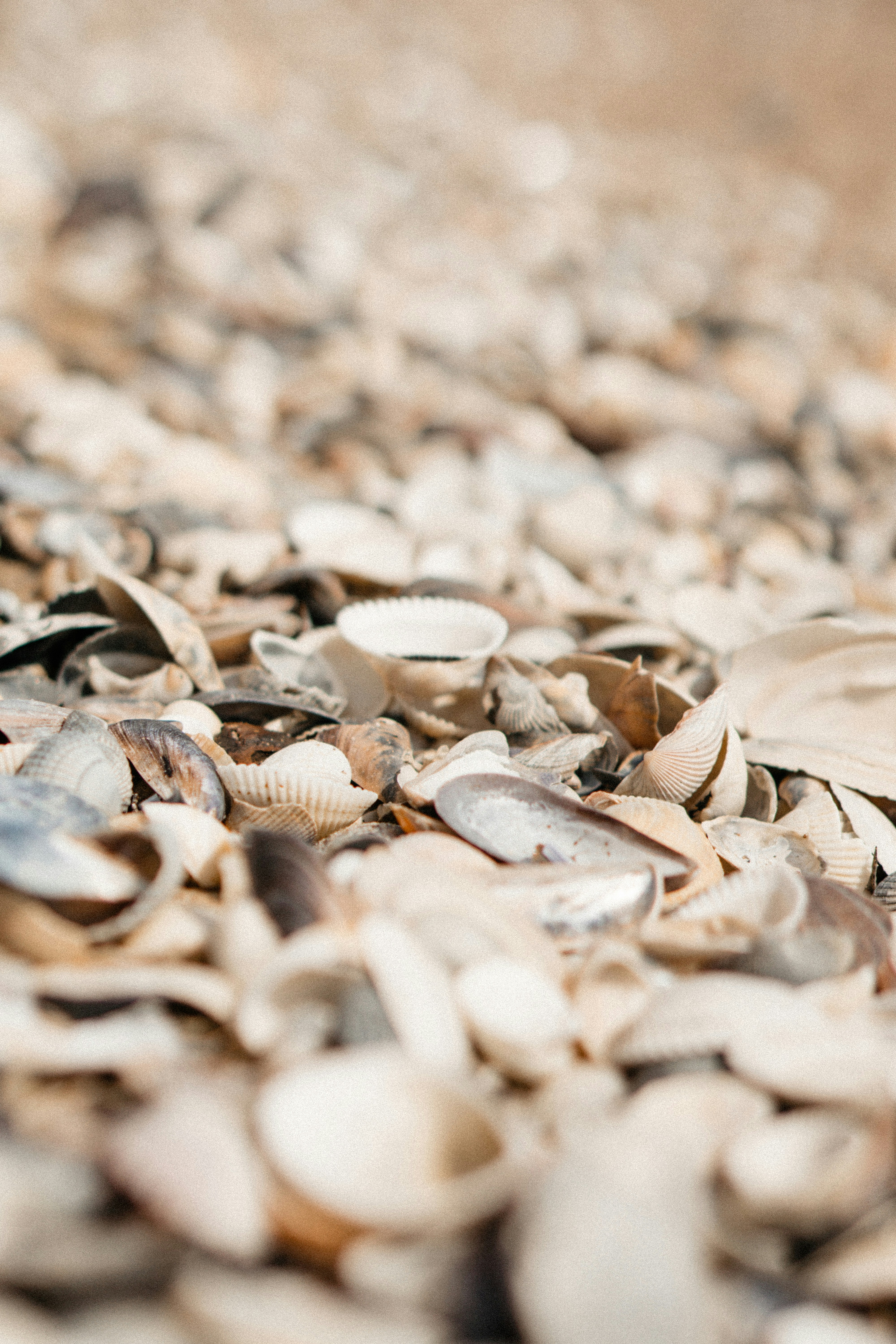 A pile of shells sitting on top of a sandy beach photo – Free Seashell ...