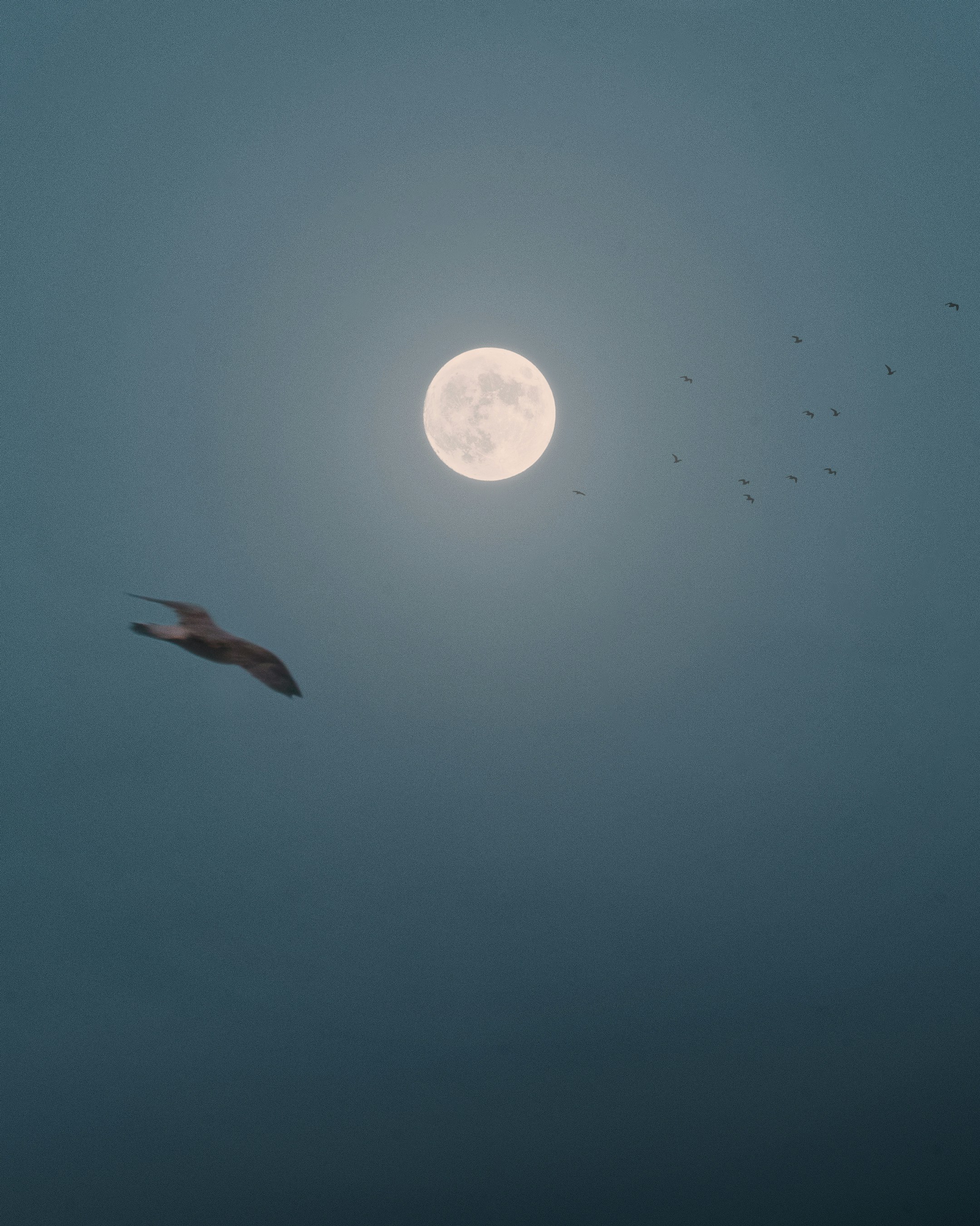 A flock of birds flying in front of a full moon photo – Free Space ...