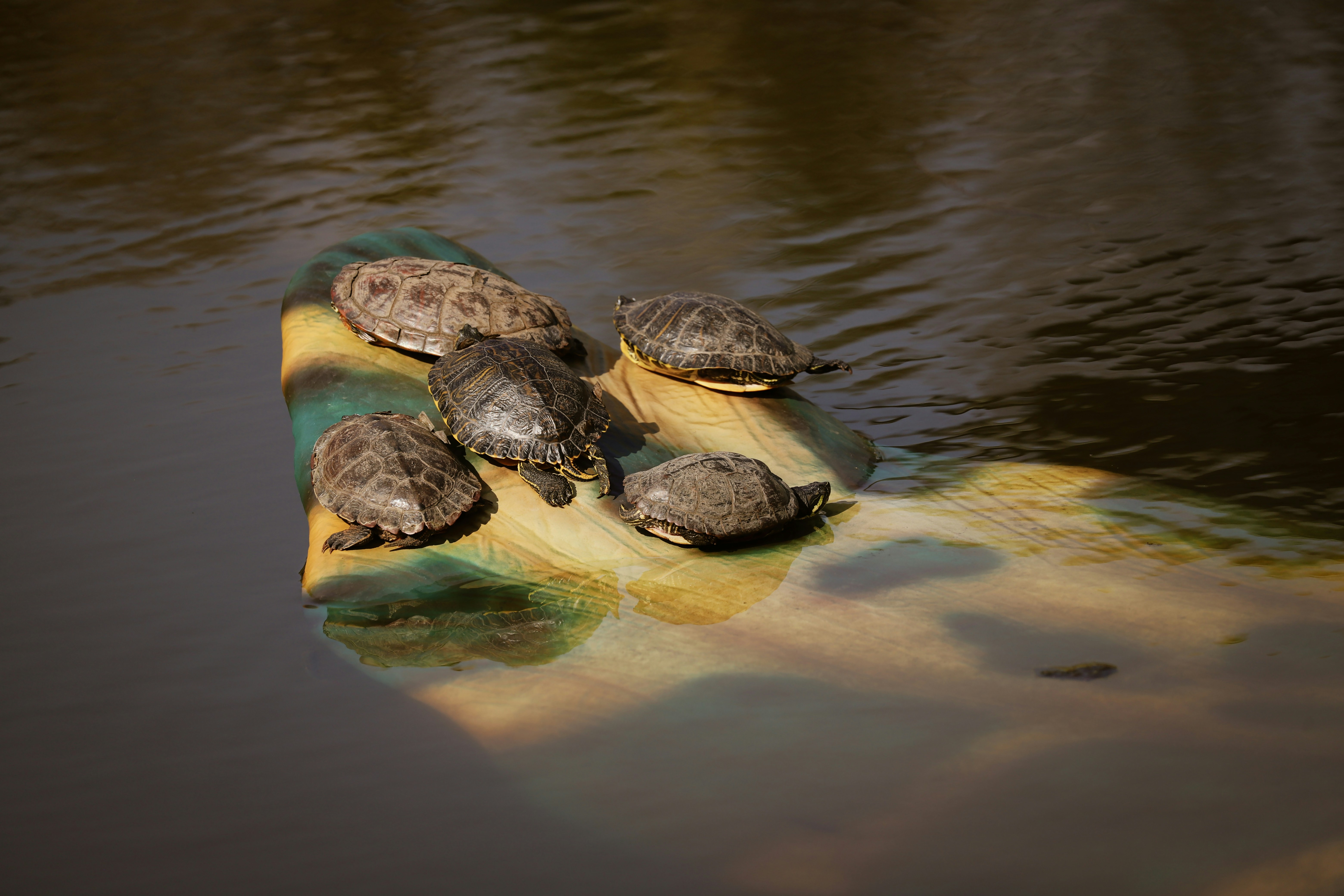 A group of turtles basking on a colorful log in still water, enjoying a peaceful moment in nature.