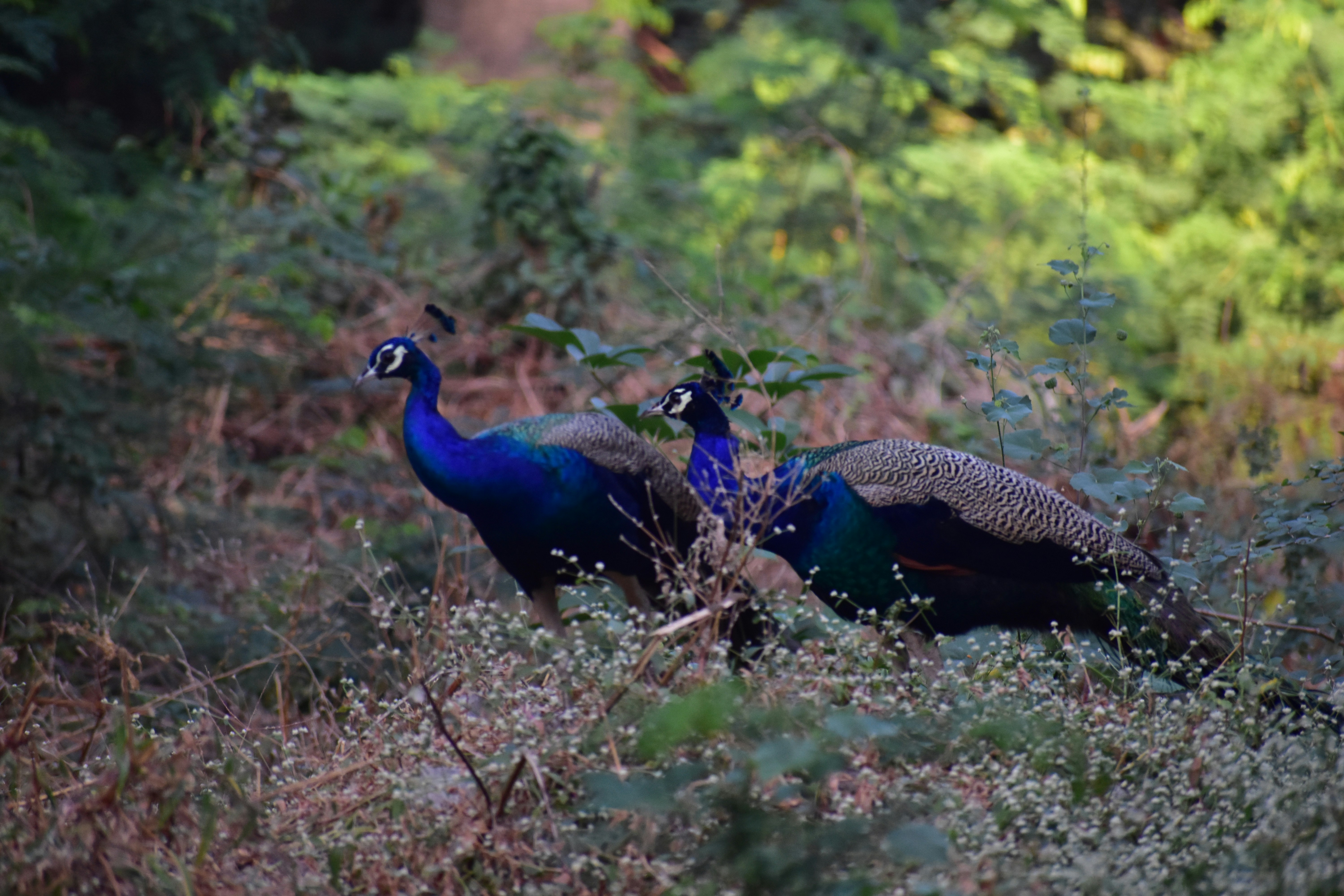 Two peacocks are standing in the tall grass photo – Free Animal Image ...