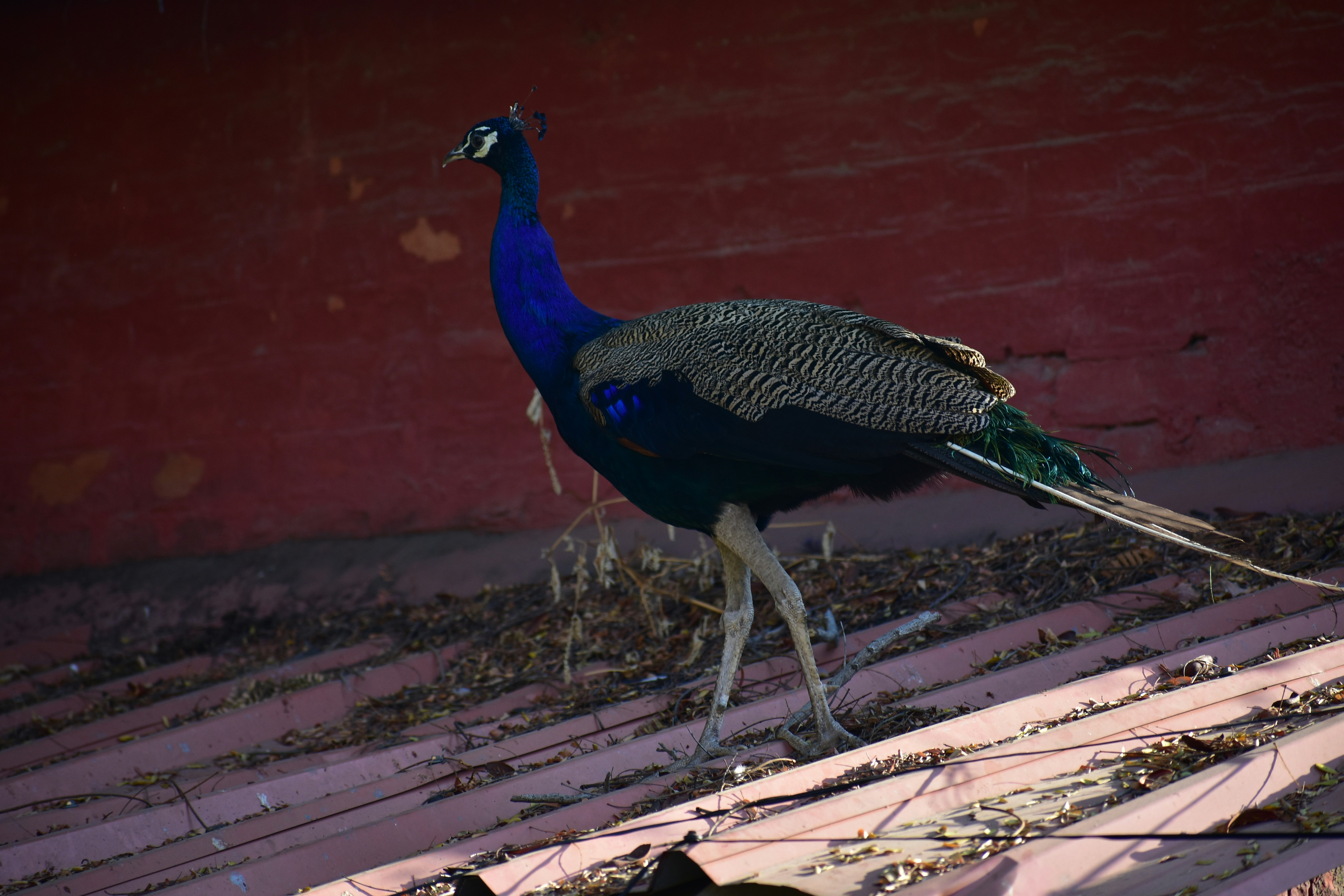 Azure Crest on Parched Ground: A Peacock Amid Old Red Wall