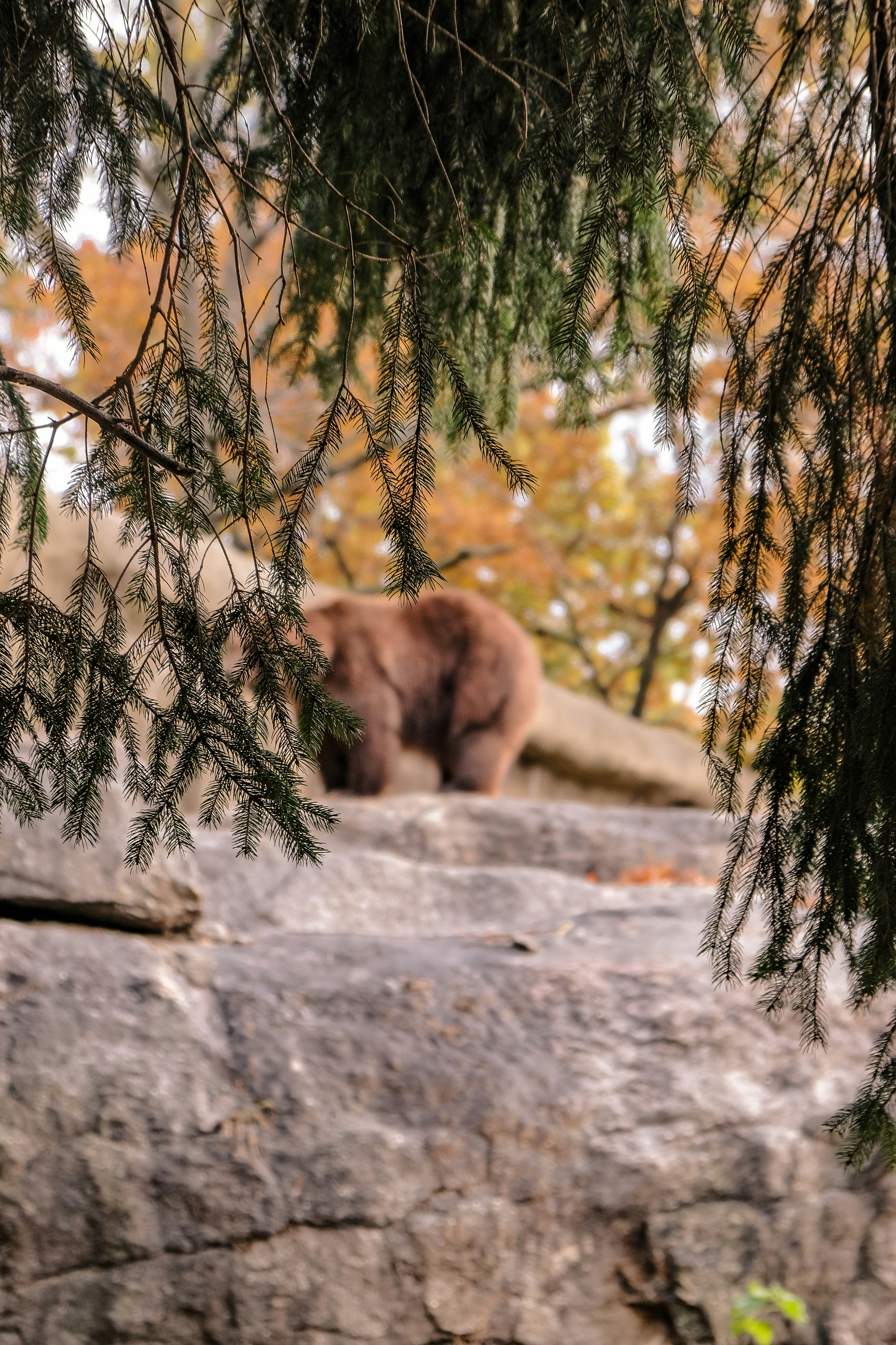a brown bear standing on top of a large rock
