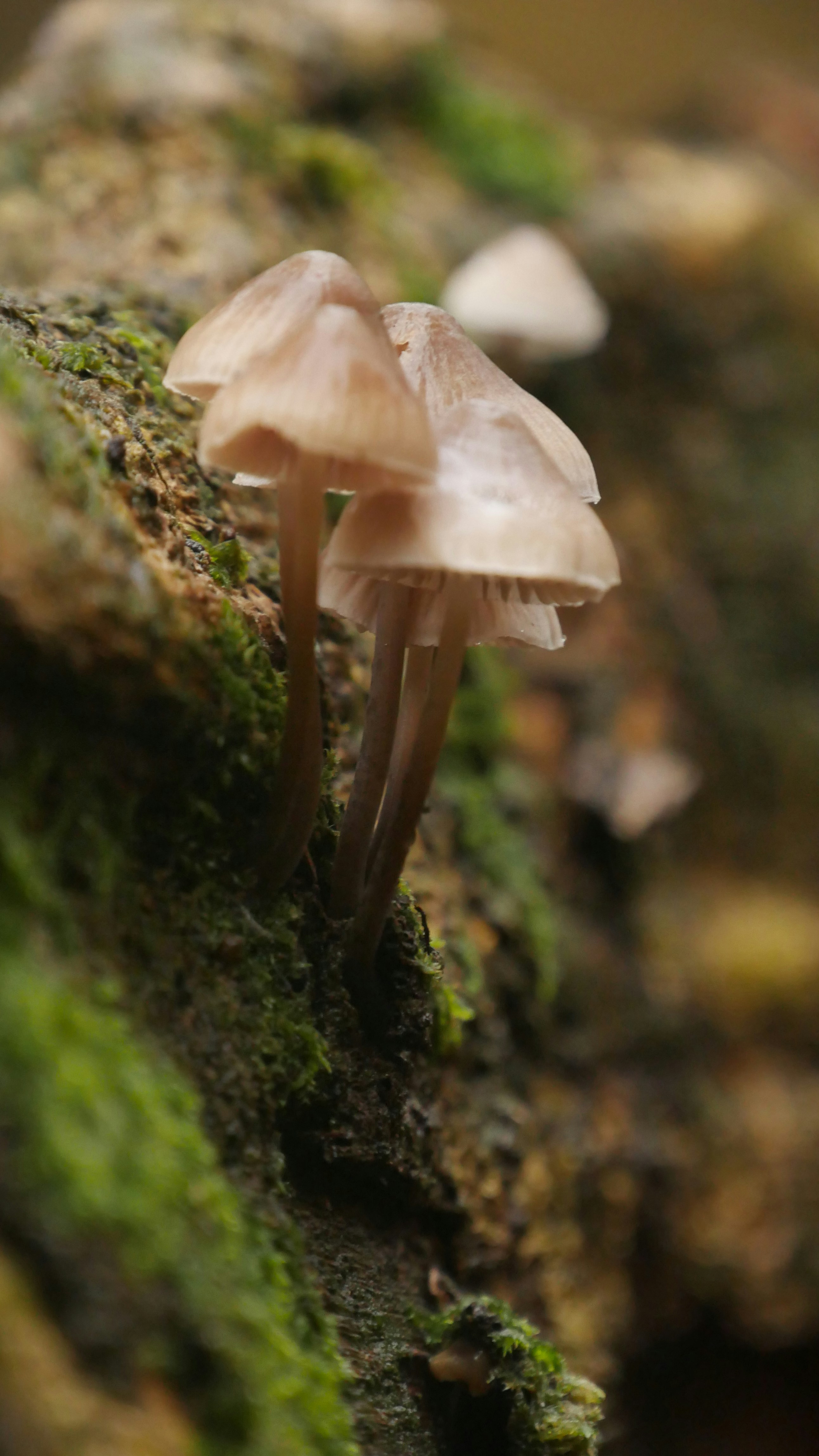 a group of mushrooms sitting on top of a moss covered log