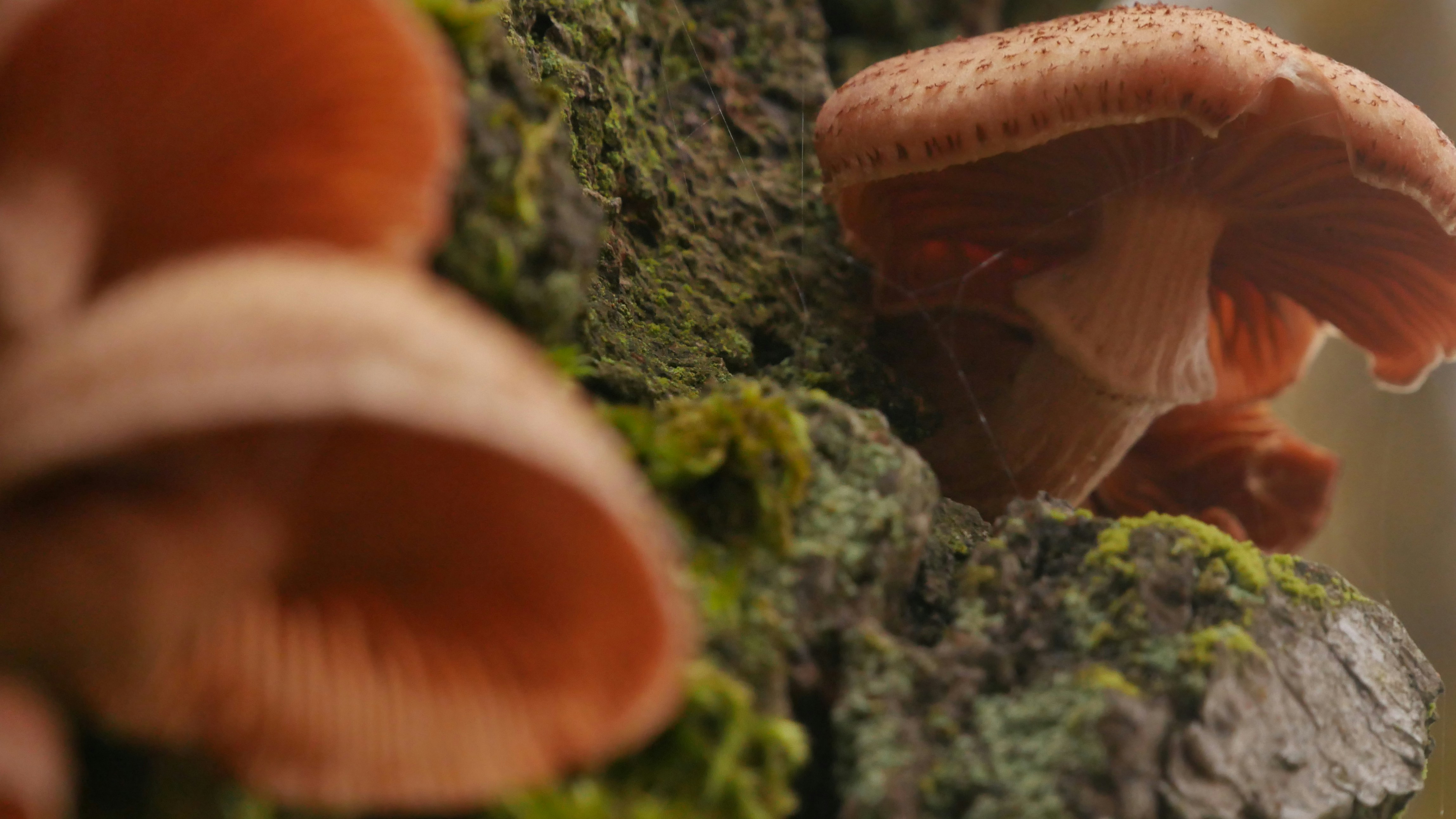 a close up of a mushroom growing on a tree