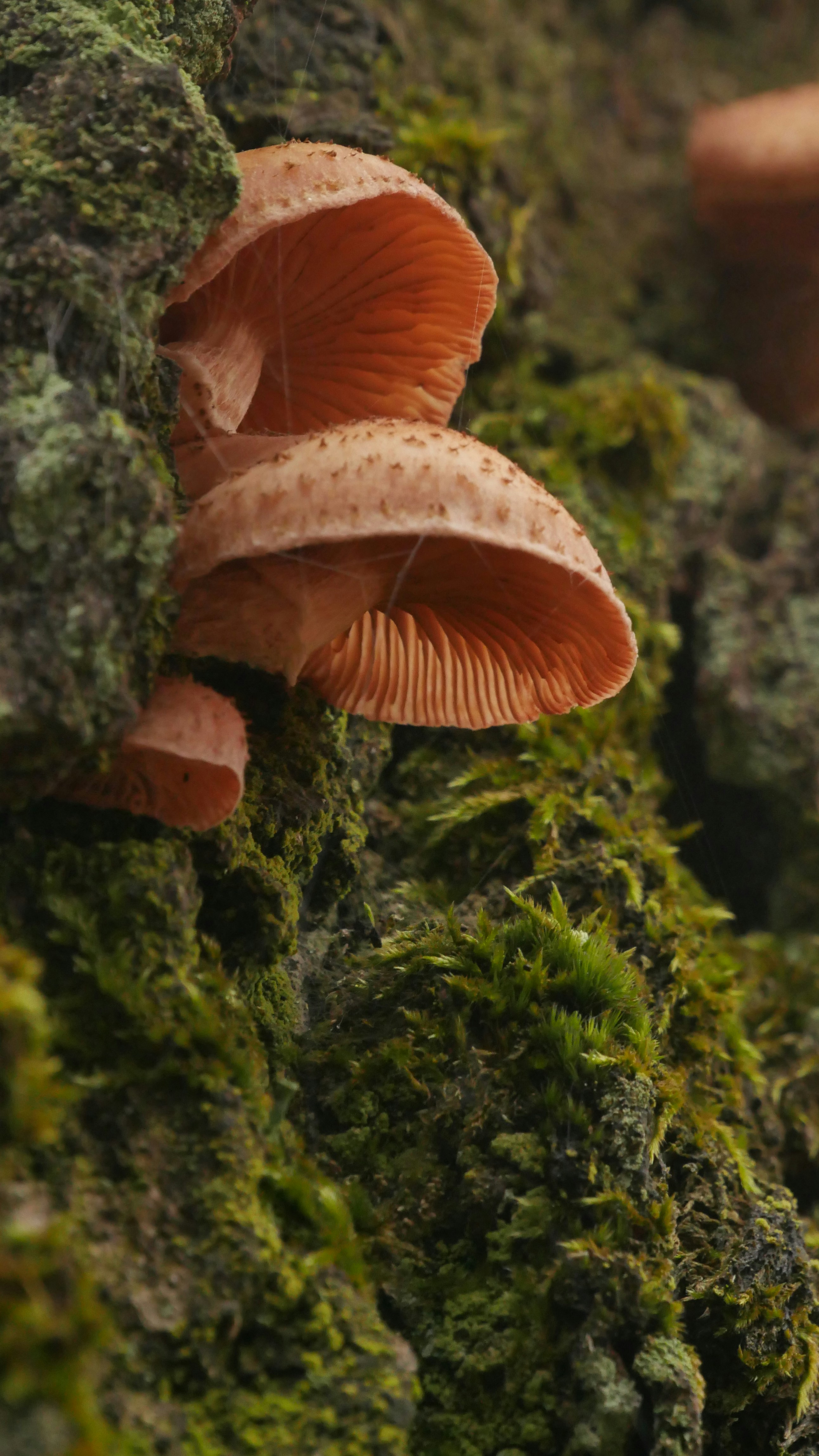 Coral Caps on Mossy Timber: A Quiet Forest Microscape