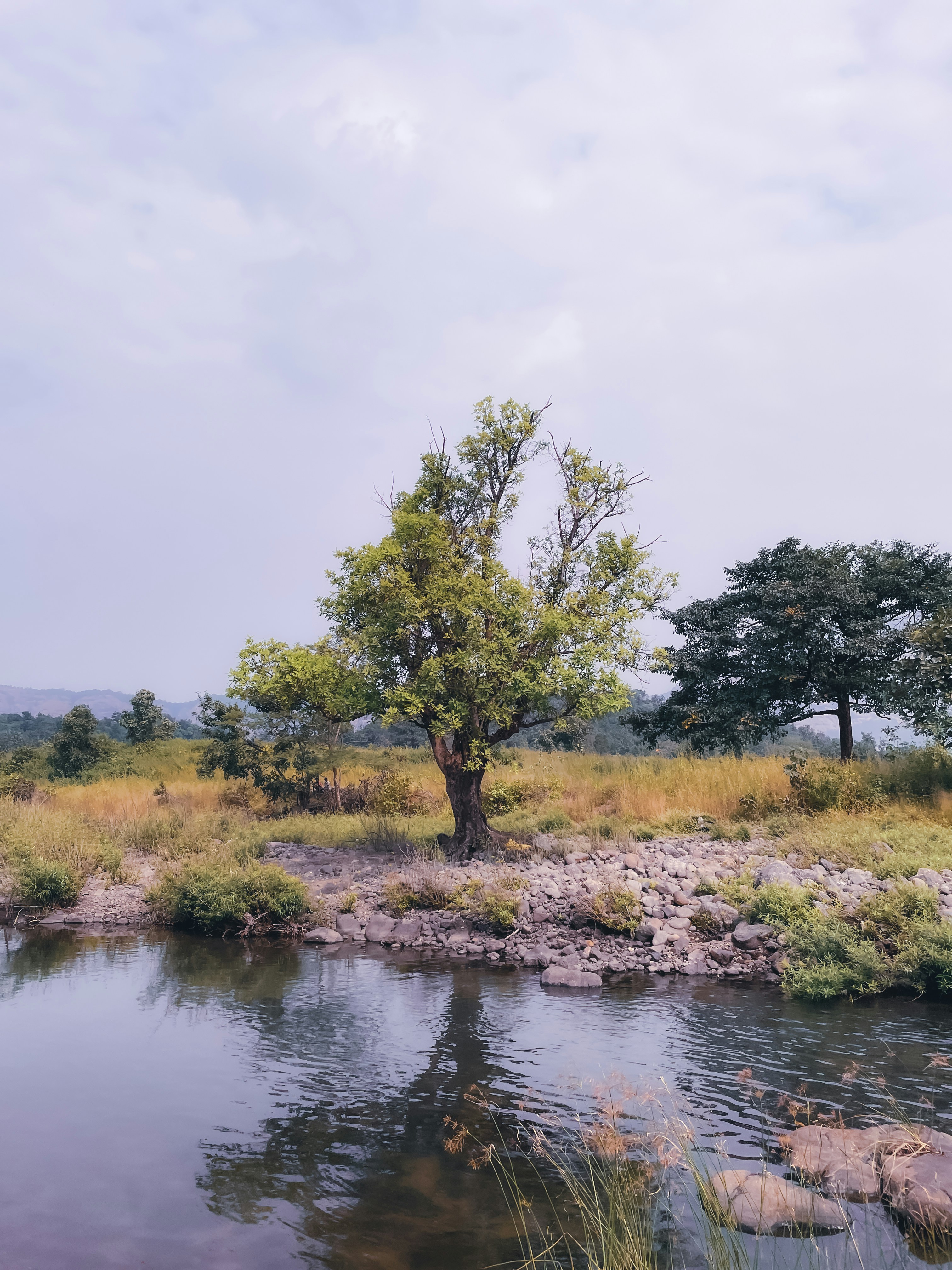 Riverbank Sentinel: A Lone Tree Framing Quiet Water and Open Sky