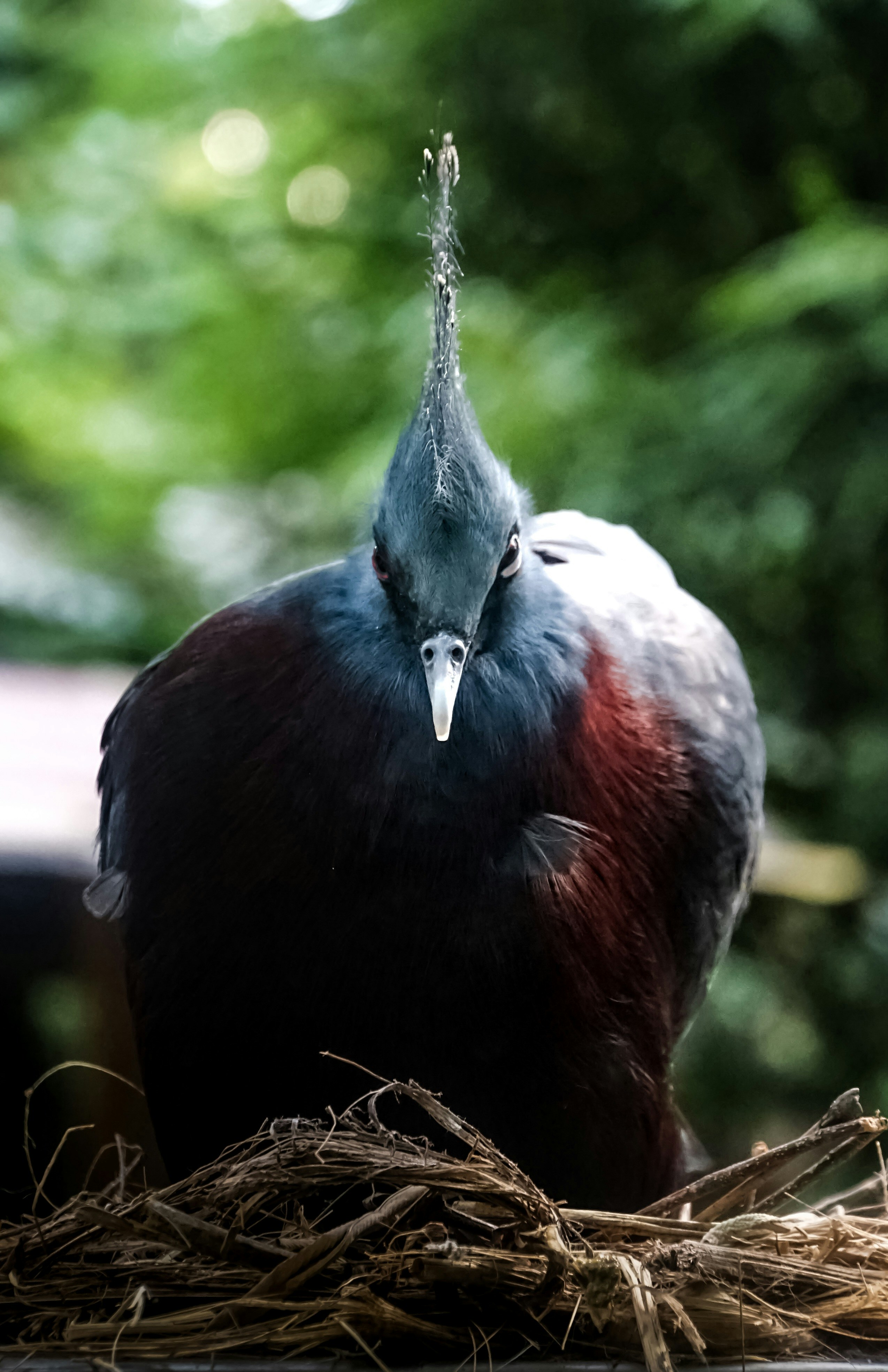 Bird staring in your eyes. 