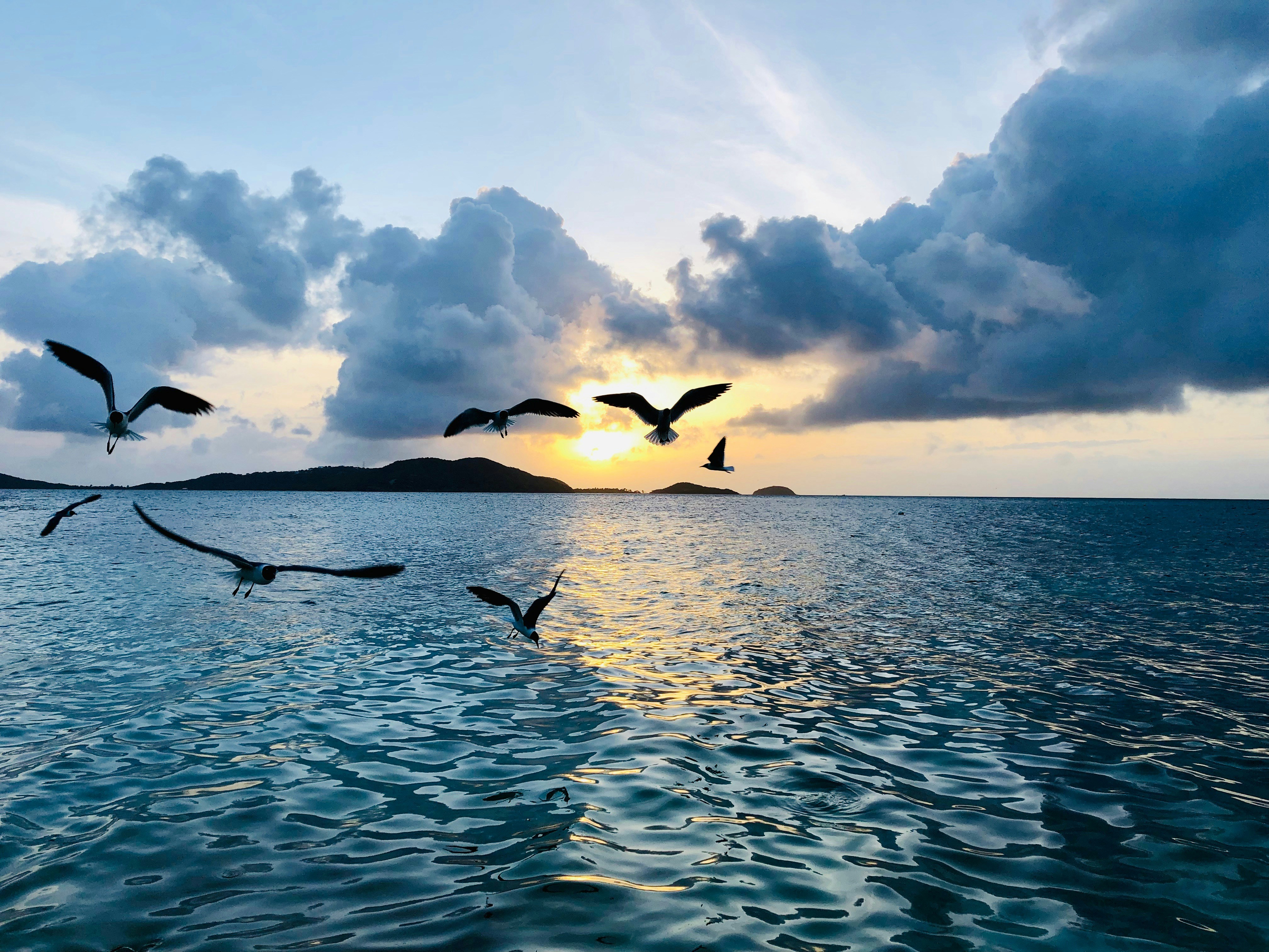 Flock of birds soaring above shimmering sea at sunset, with clouds reflecting warm hues. 