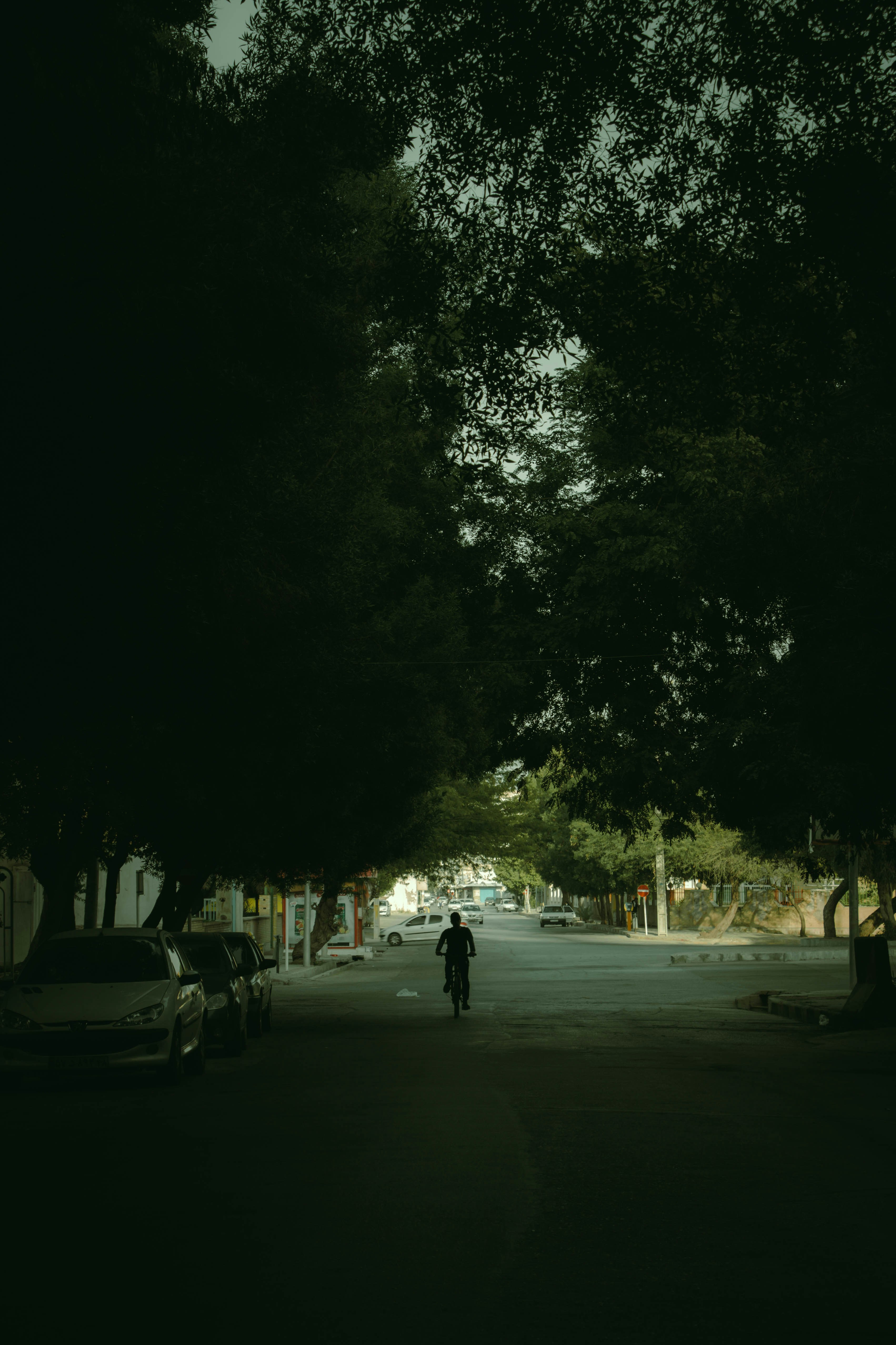 A lone cyclist navigates a dimly lit street framed by towering trees, evoking a sense of tranquility amid urban life.