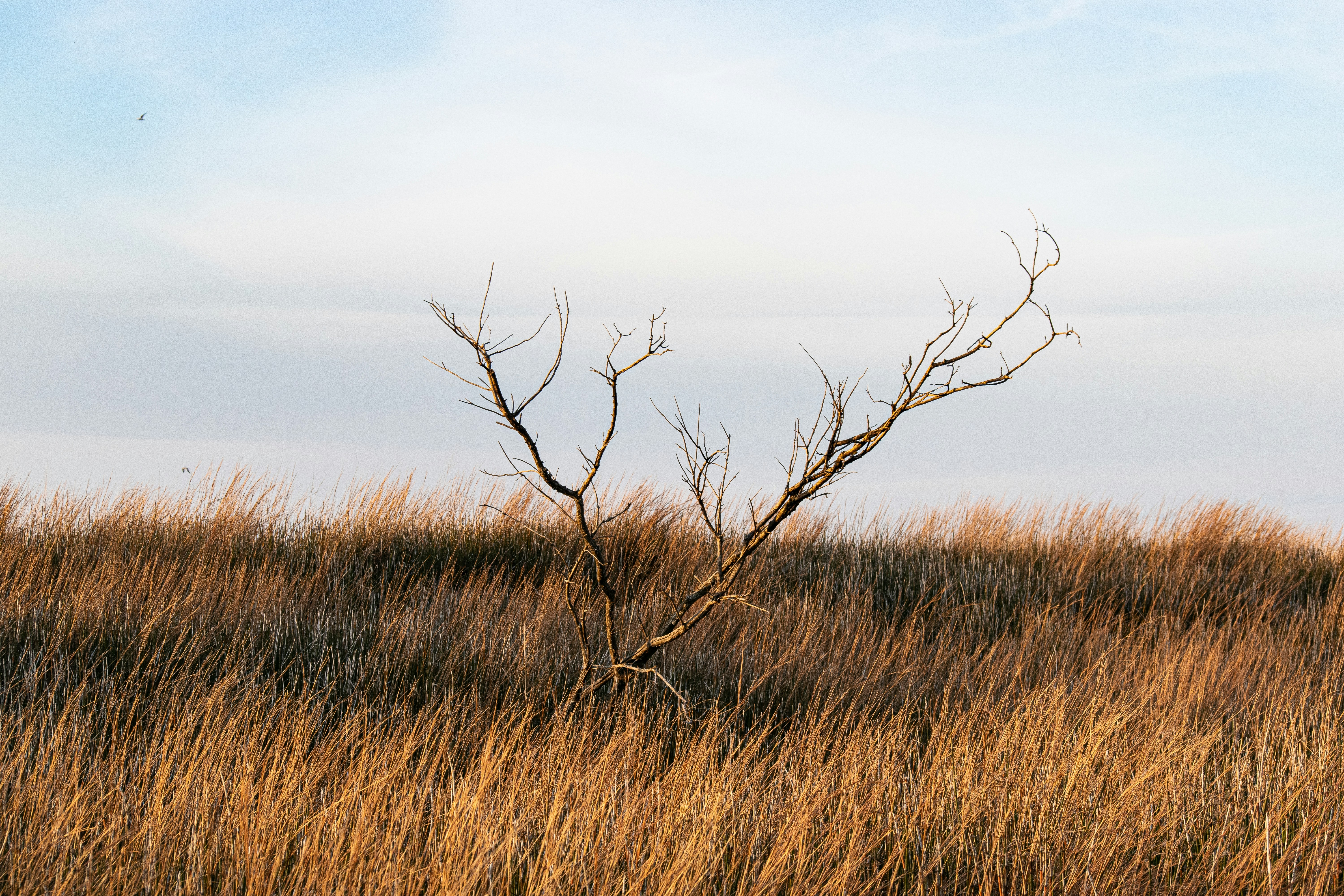 Bare tree branches rise among tall, golden grasses under a soft blue sky.