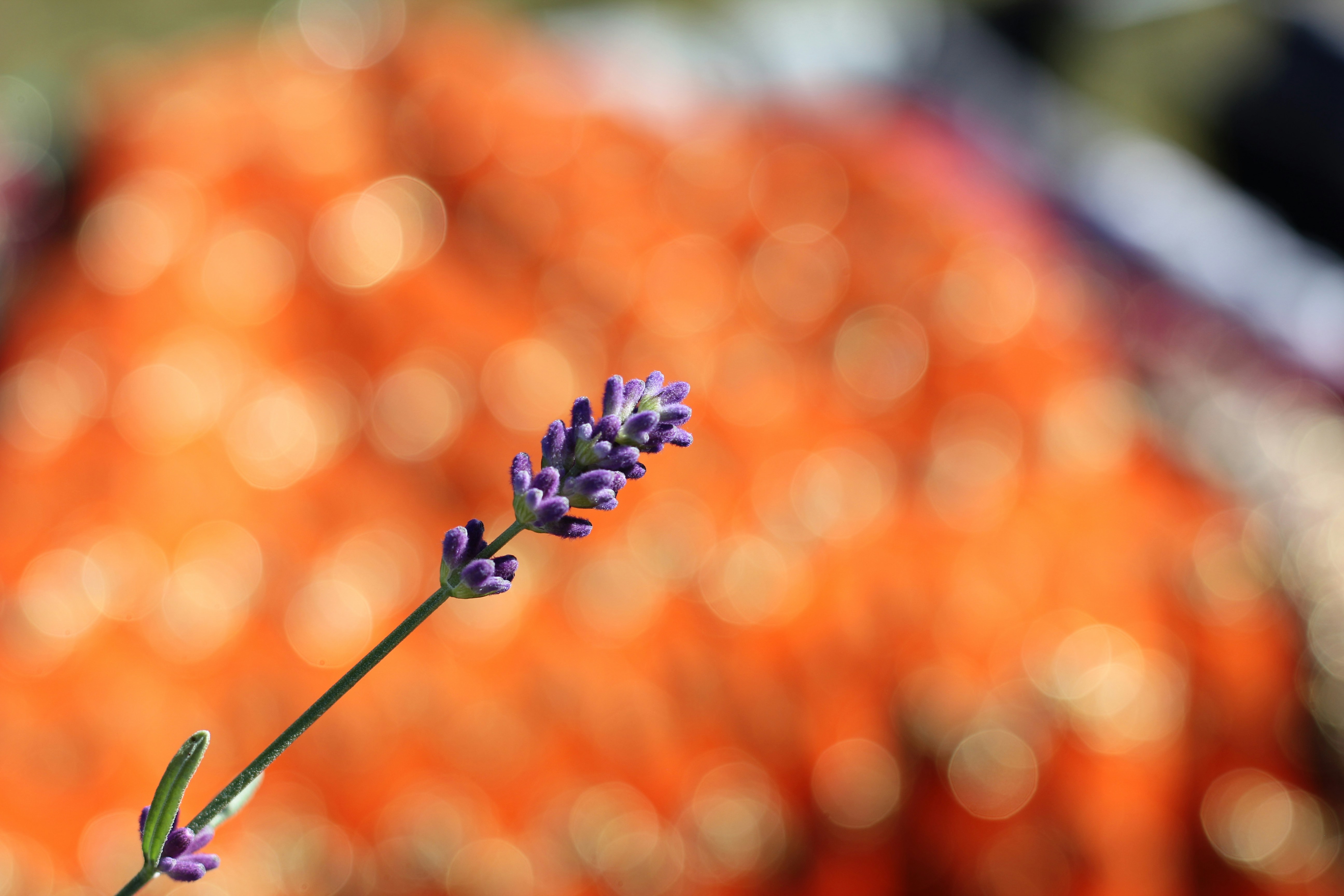 a purple flower with a blurry background