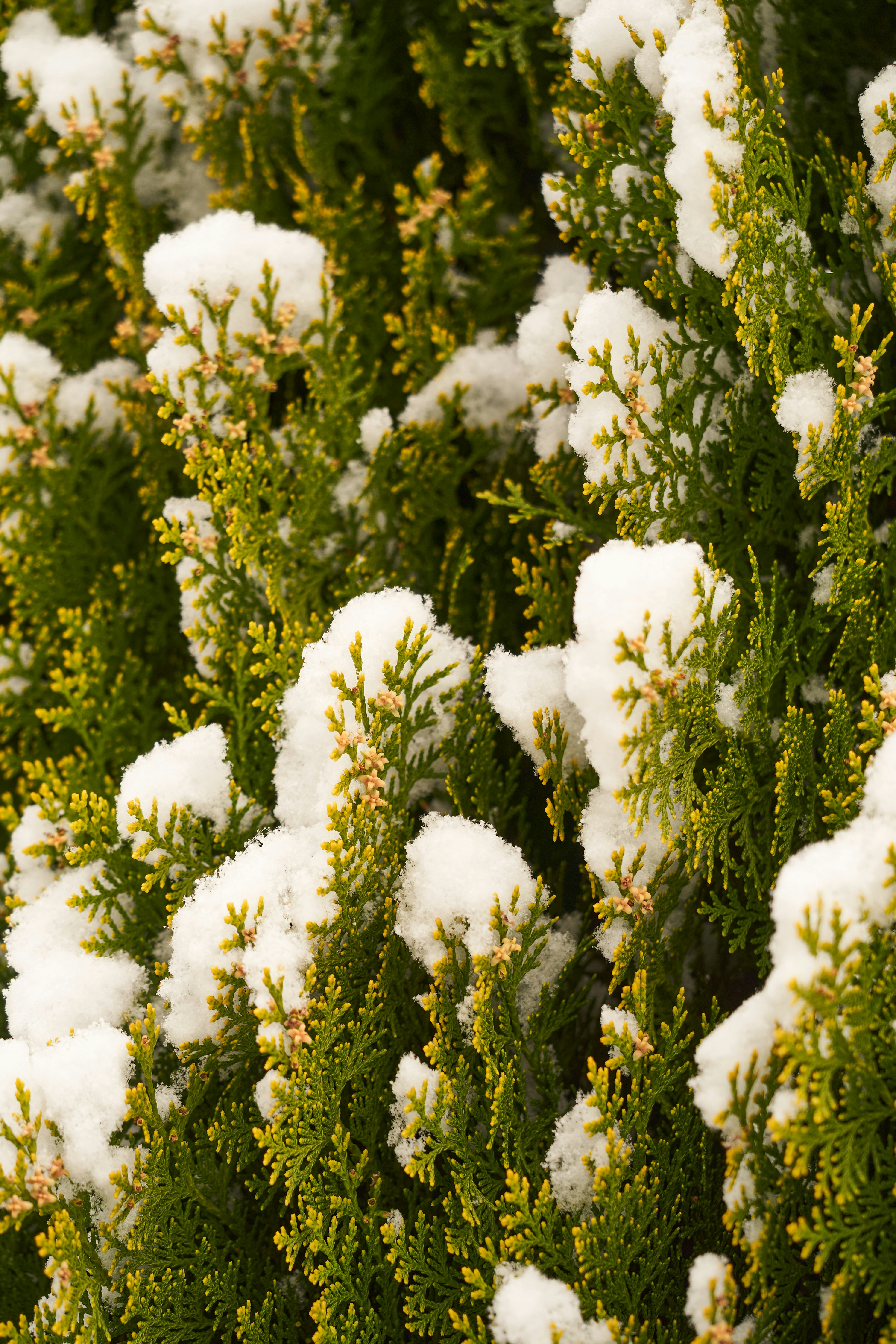 Snow-Capped Evergreen Hedges
