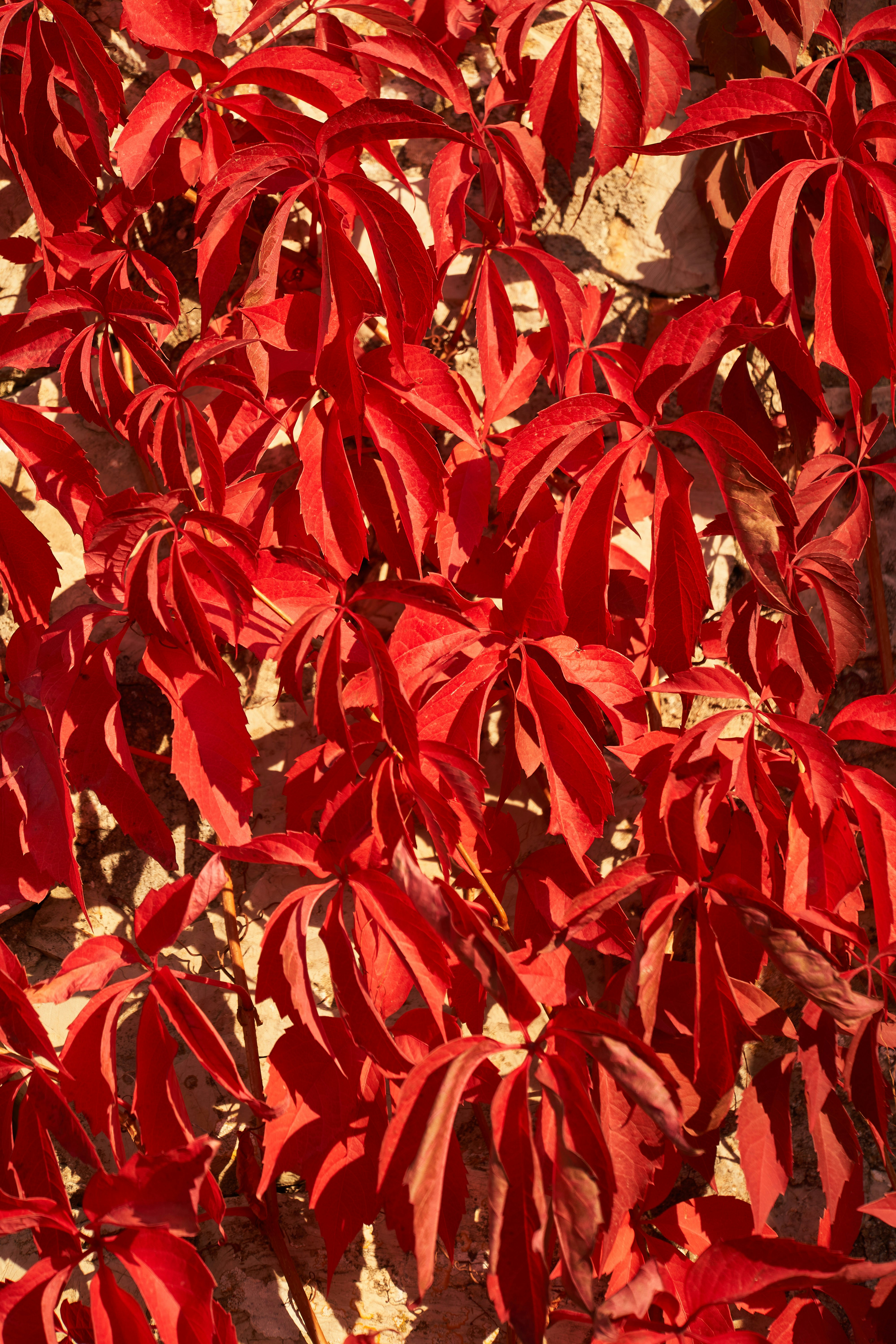 a close up of a plant with red leaves