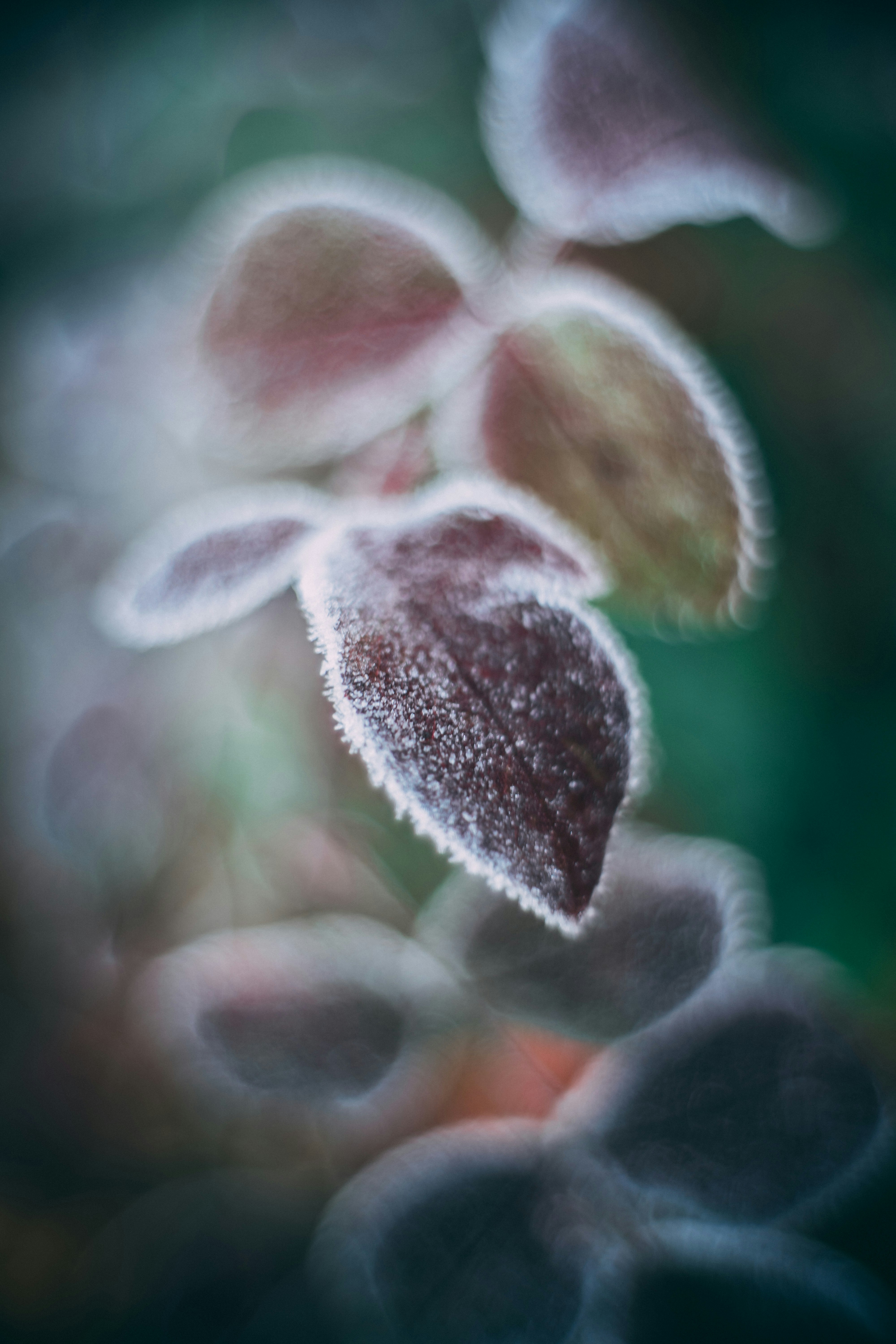 Delicate leaves adorned with frost, softly illuminated against a blurred background. The intricate details highlight the transition of seasons.