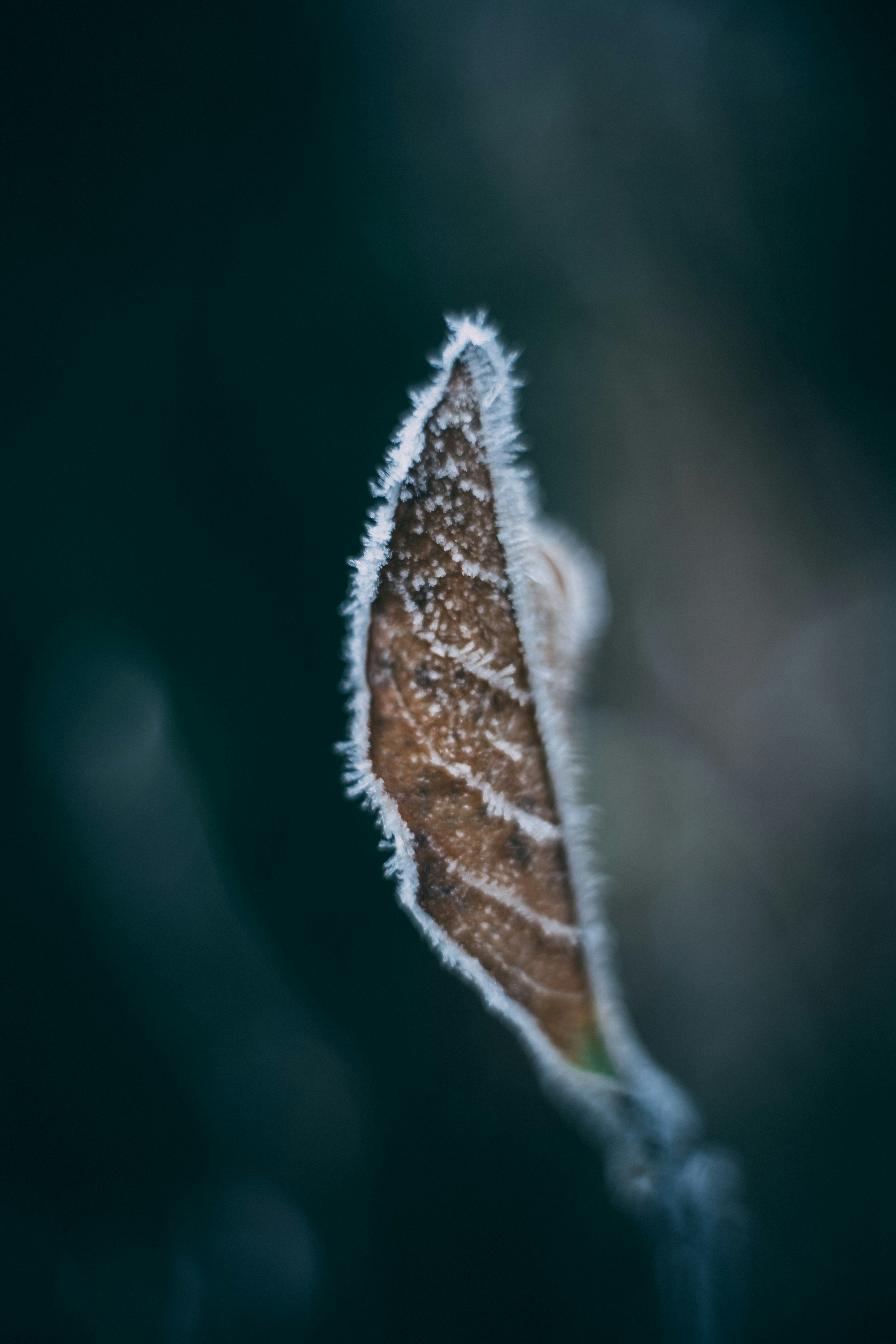 A leaf covered in frost on a dark background photo – Free Латвия Image ...